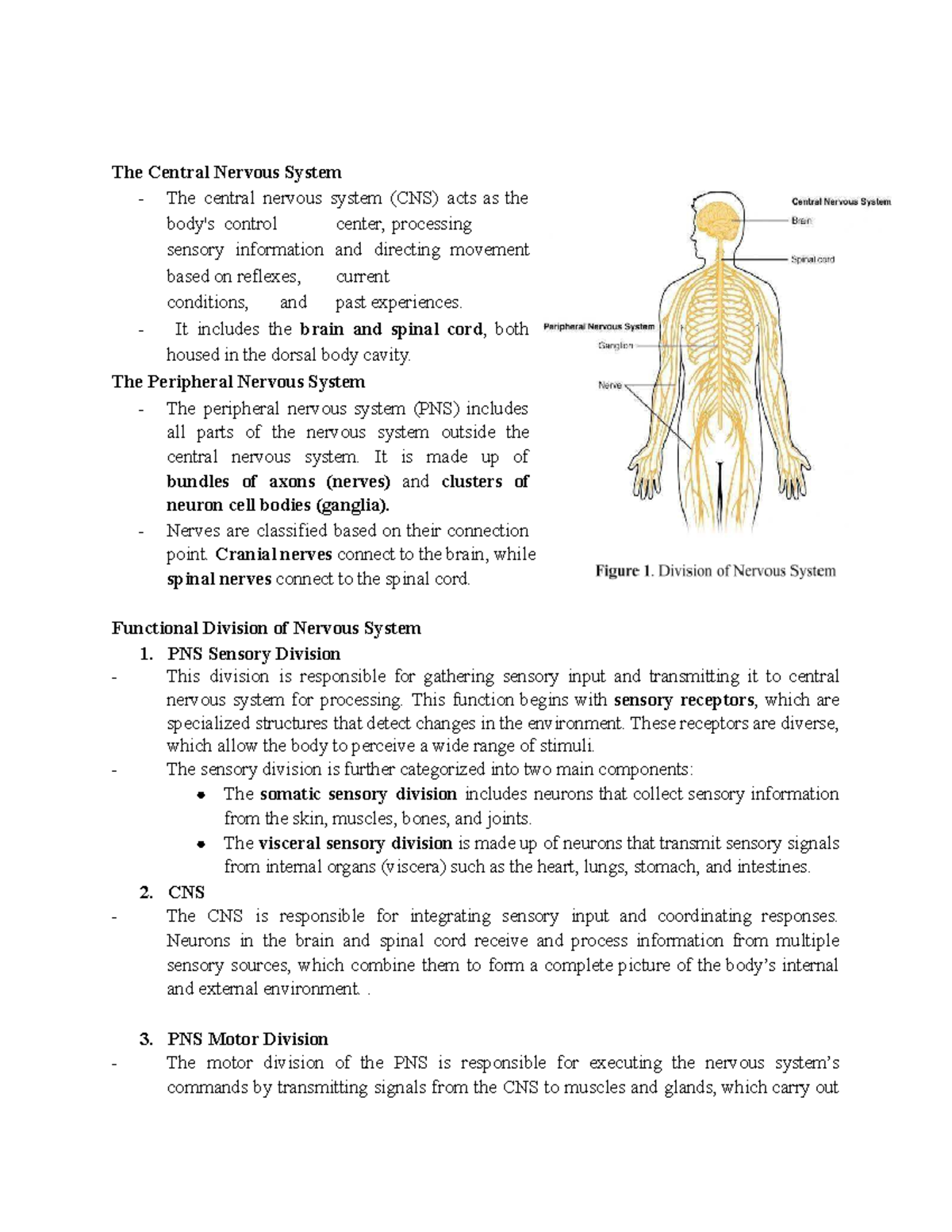 Nervous Tissue Overview: CNS & PNS Functions and Structures - Studocu