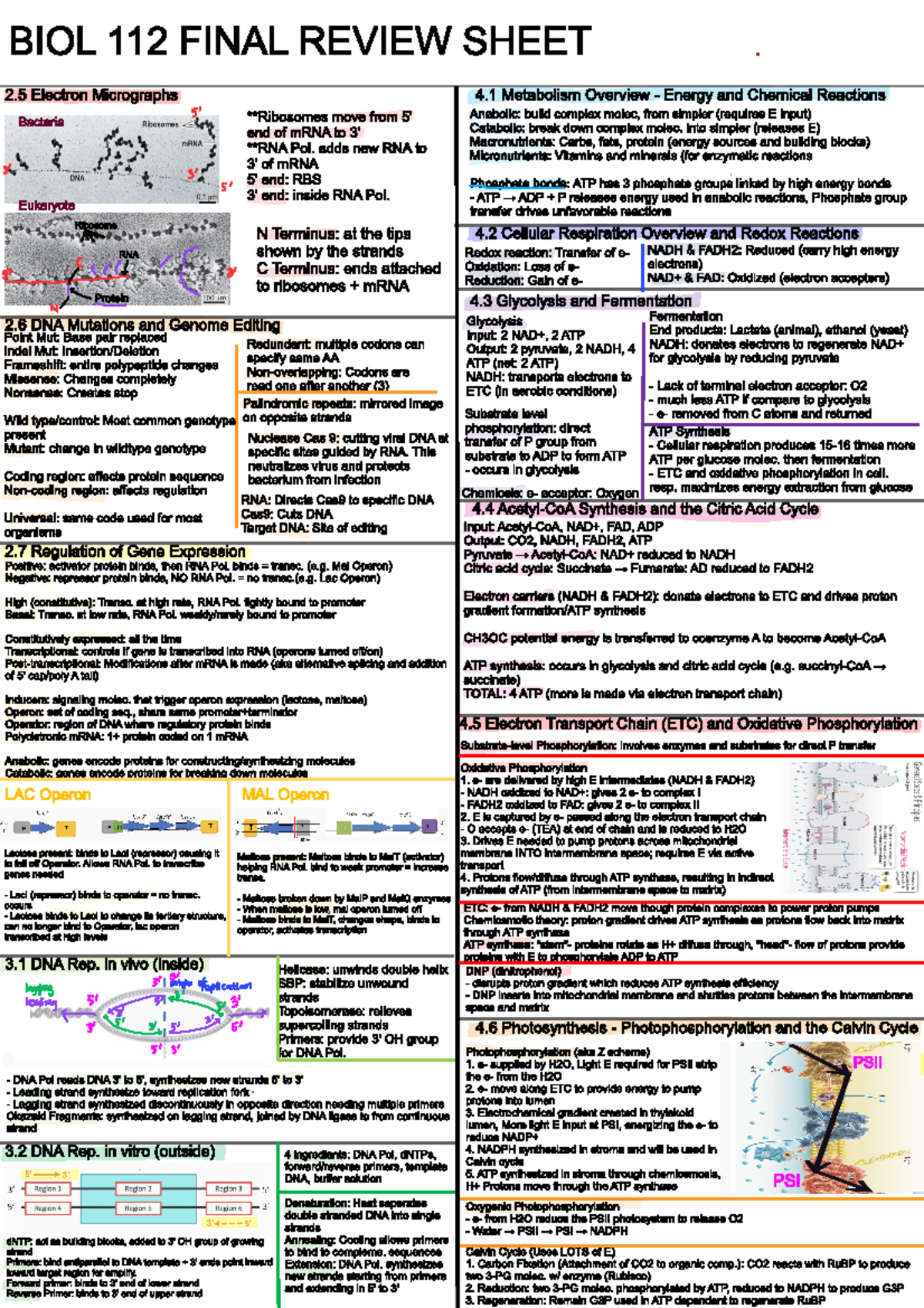 BIOL 112 FINAL REVIEW SHEET: Metabolism, DNA, and Photosynthesis ...