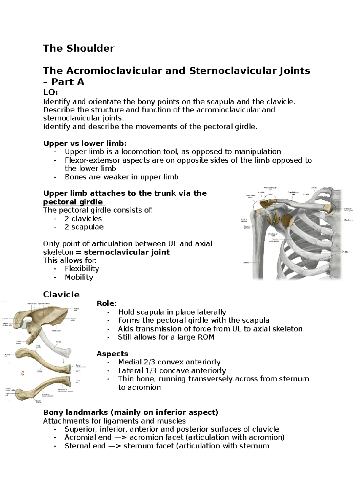 The Shoulder: Acromioclavicular & Sternoclavicular Joints Overview ...