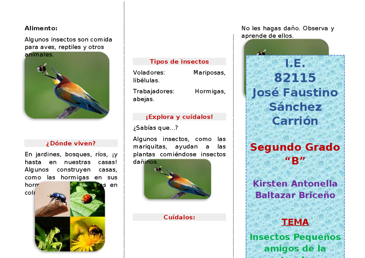 Triptico DE Insectos - sigamos aprendiendo - Alimento: Algunos insectos son comida para aves ...