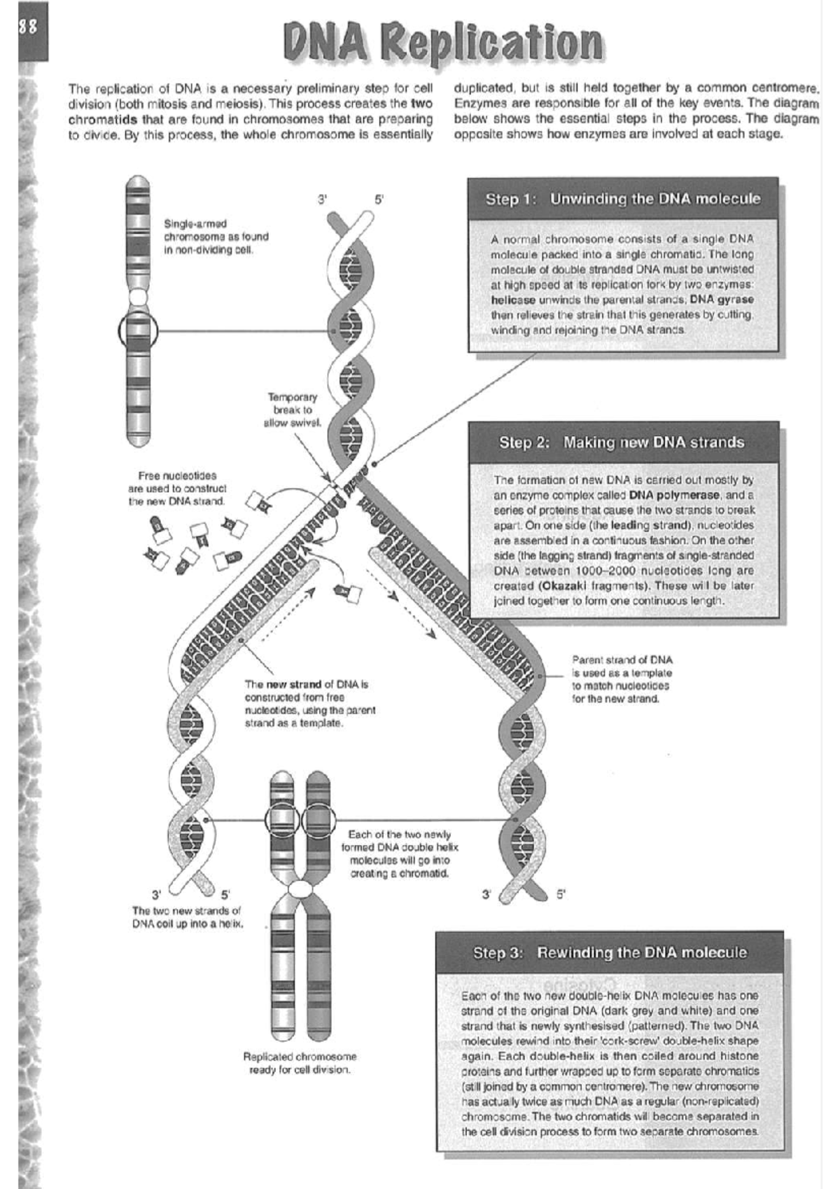 Biology 88: DNA Replication Process and Enzyme Functions - Studocu