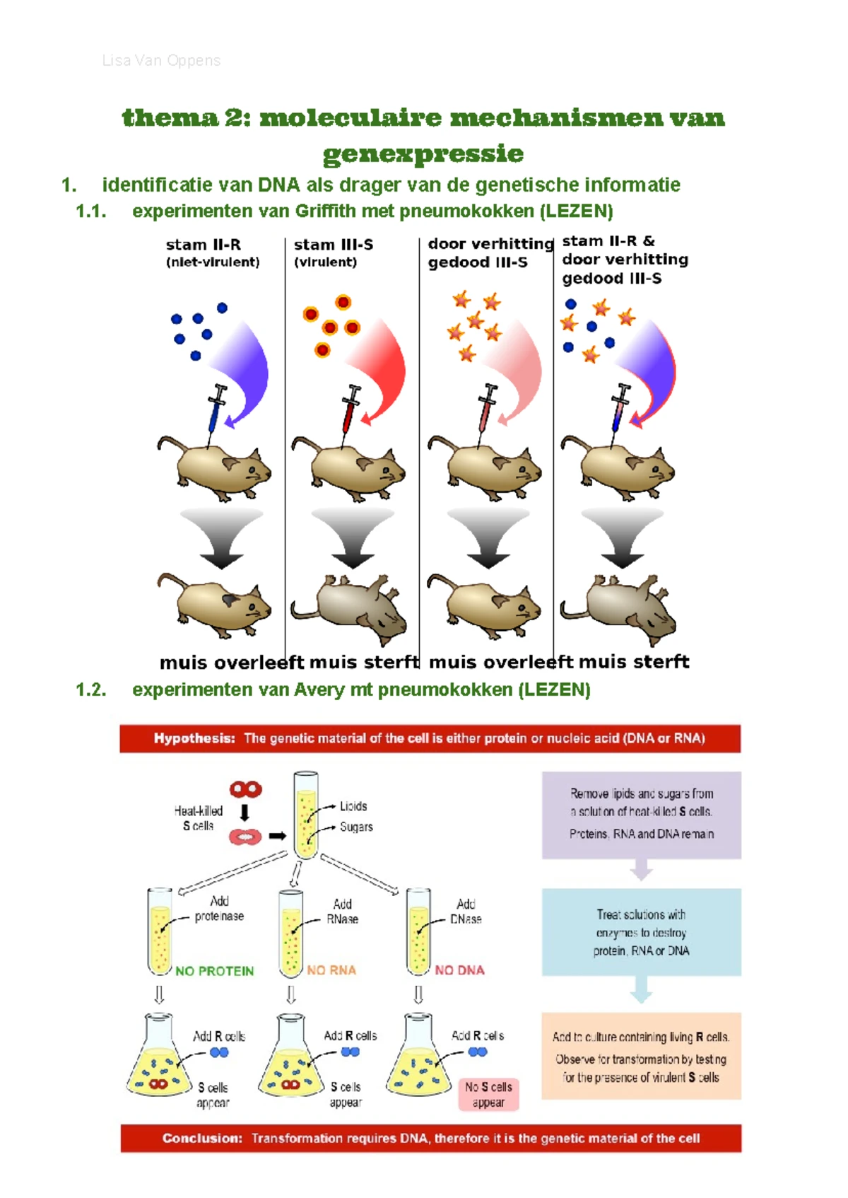 Samenvatting van Fotosynthese: Processen en Belang - Studocu