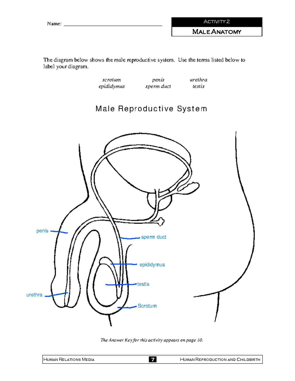 Human Reproduction & Childbirth Worksheet (Activity 2-6B) - Studocu