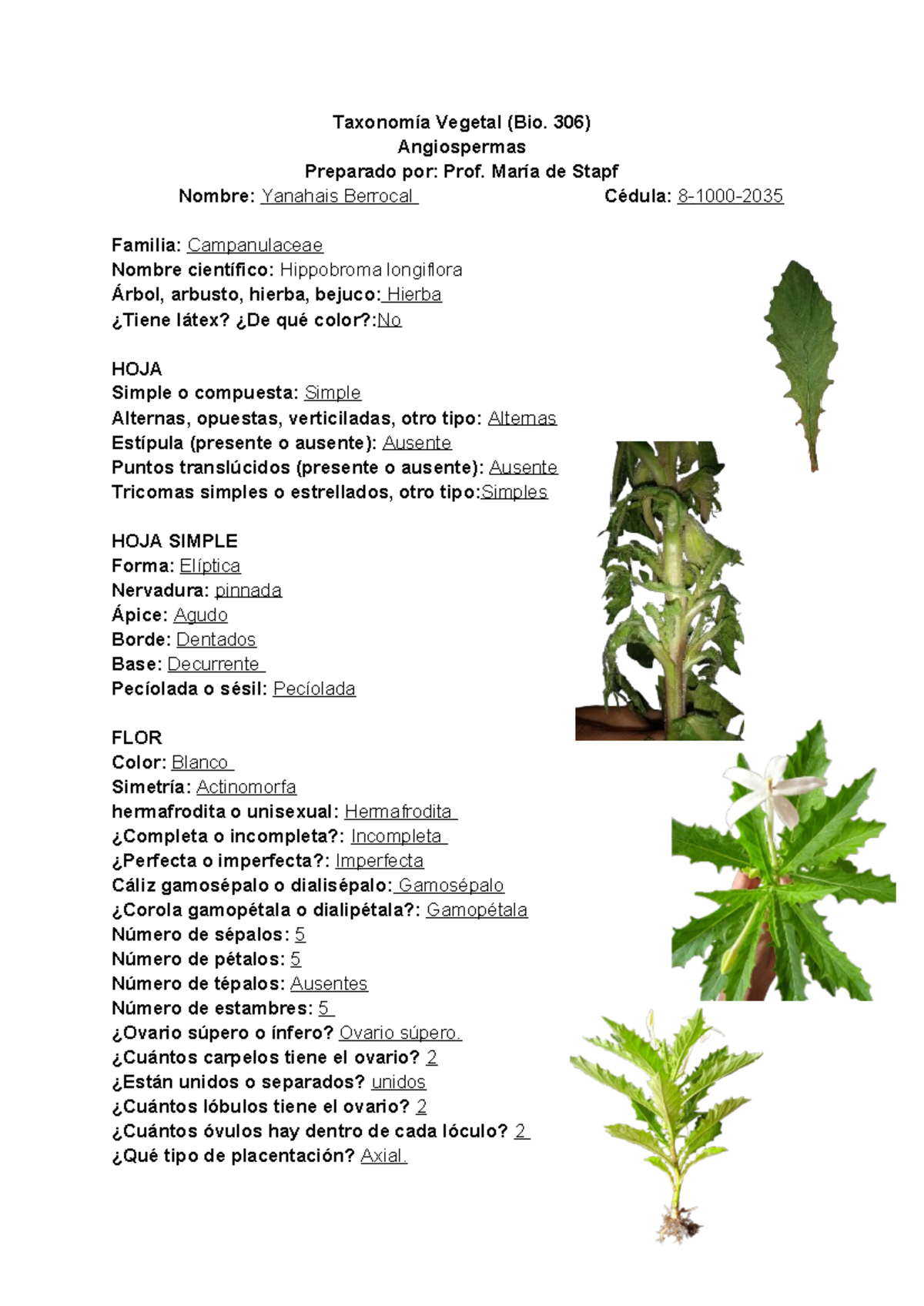 Formulario 1 de Angiosperma - Taxonomía Vegetal (Bio. 306) - Studocu