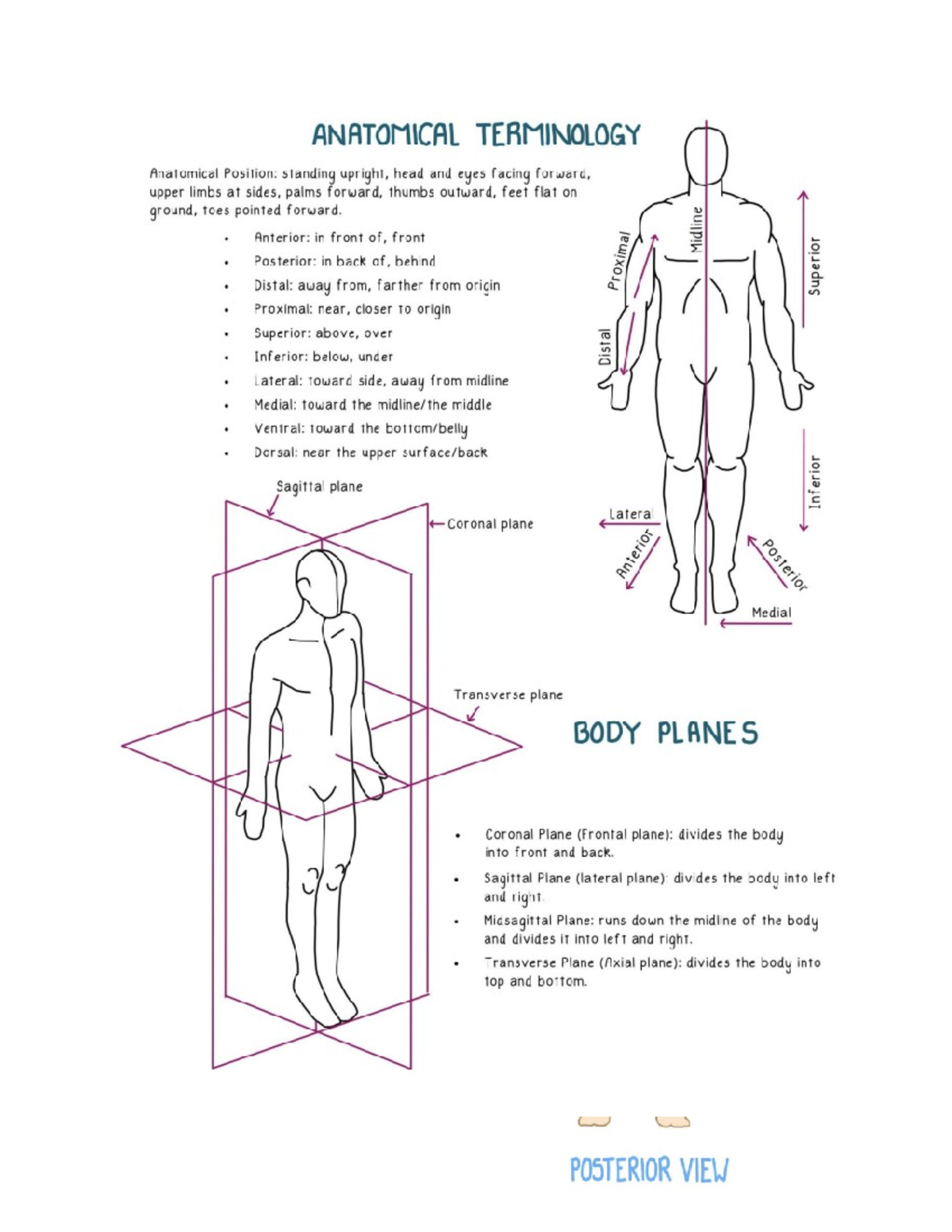 Basic Anatomical structure - ANATOMICAL TERMINOLOGY Anatomical Position ...