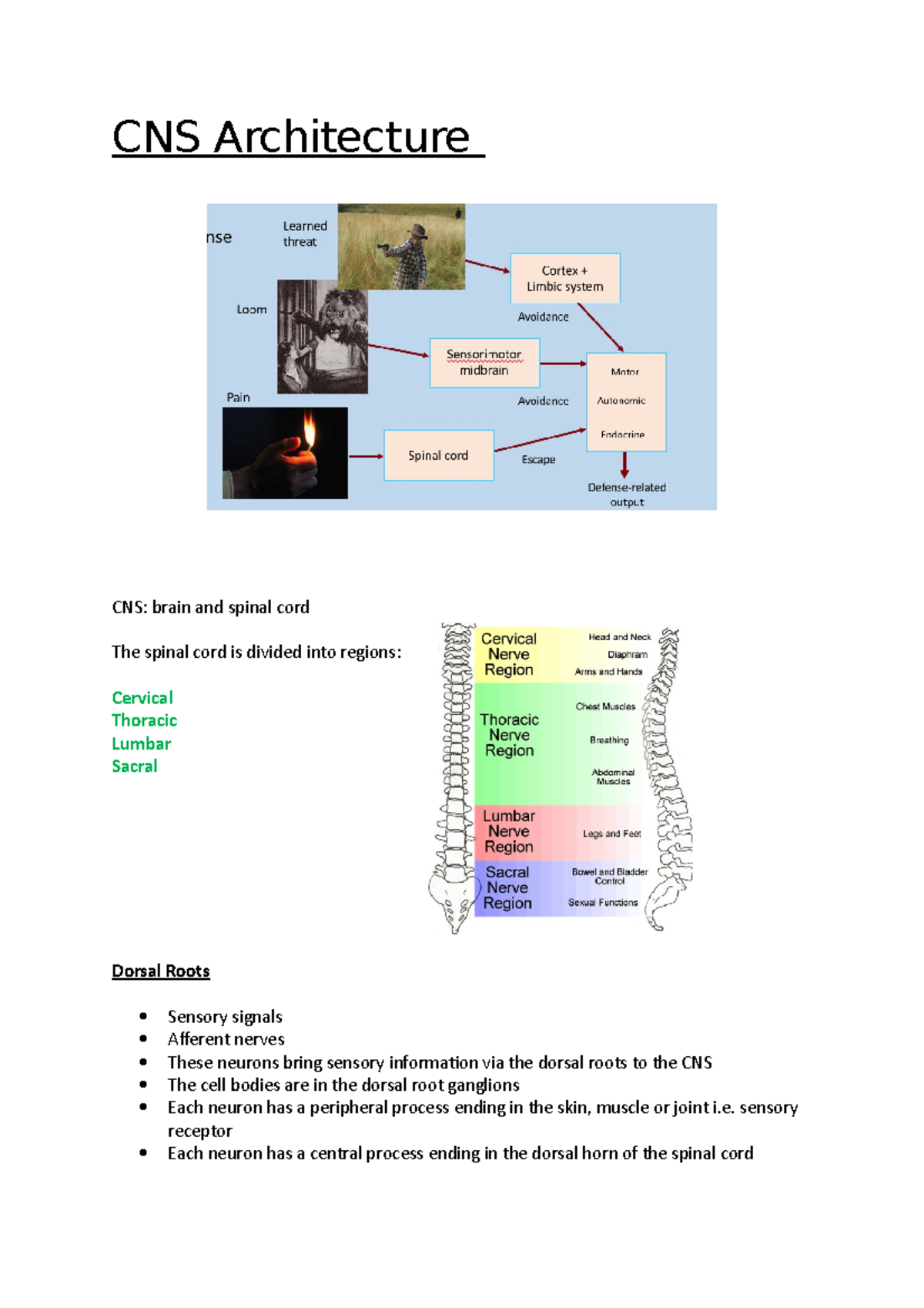 CNS Architecture - Medicine 1st year notes - CNS Architecture CNS ...