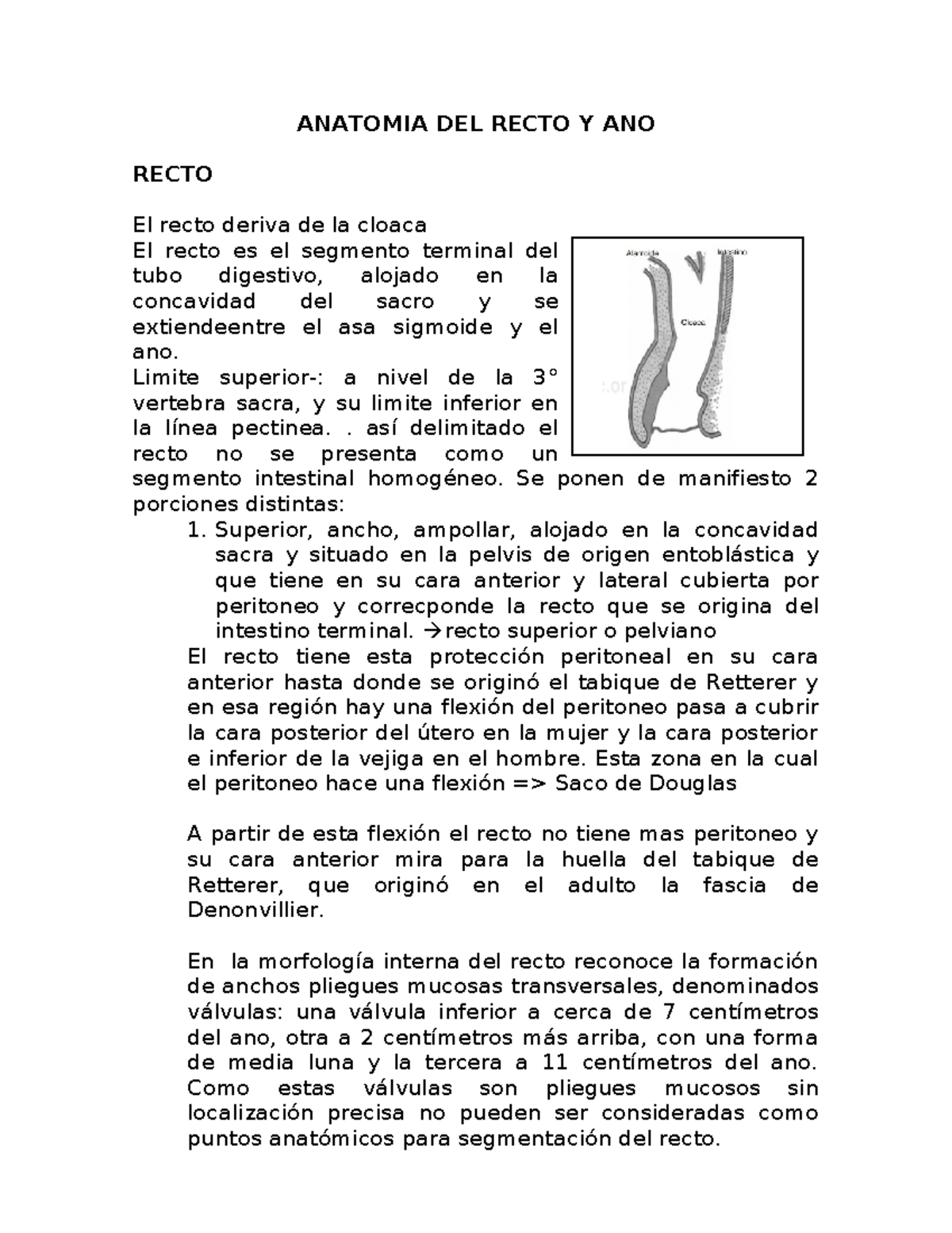 Anatomía del Recto y Ano: Estructuras & Funciones Esenciales - Studocu