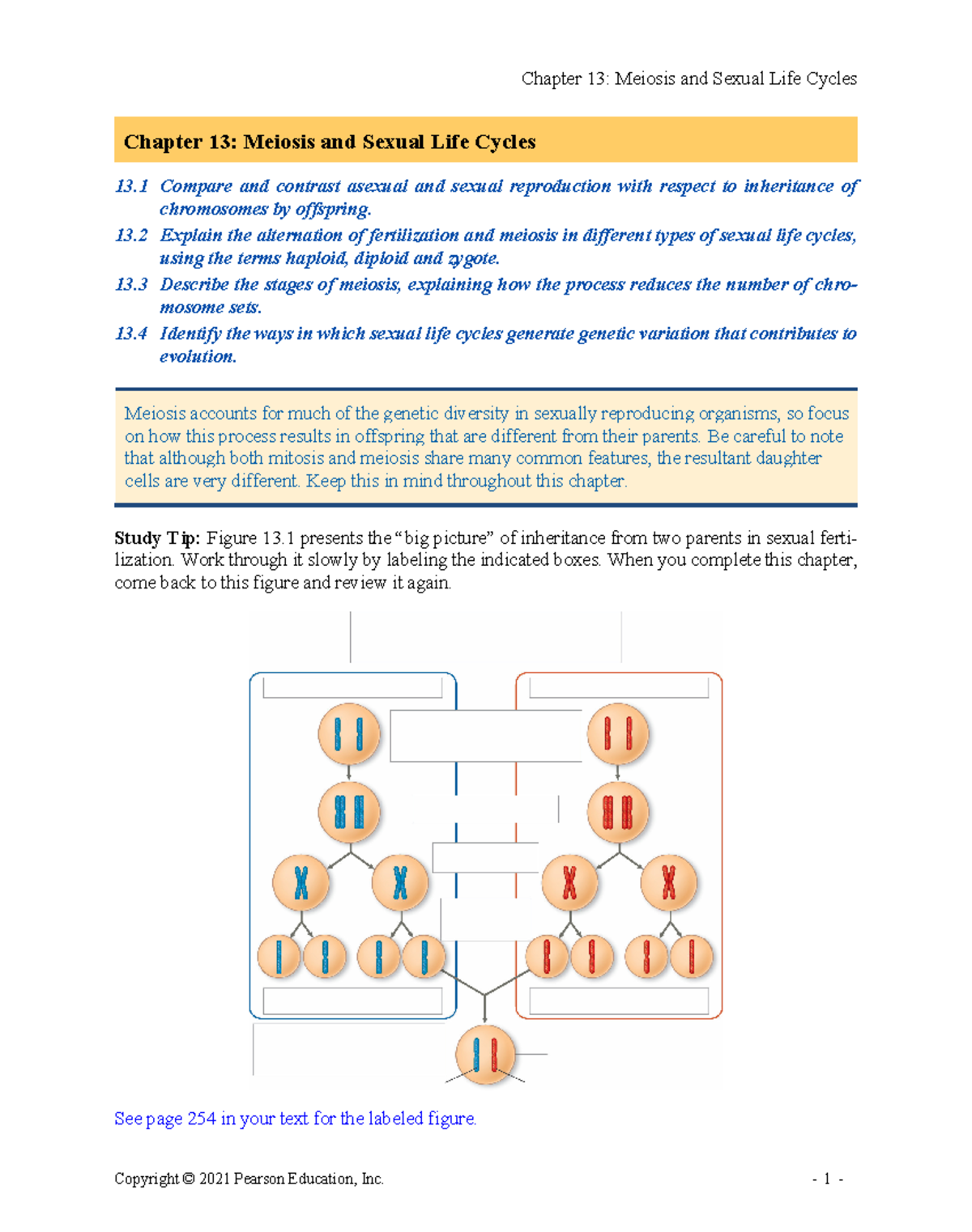 AP Bio Ch. 13 KEY Reading Guide: Meiosis and Genetic Variation - Studocu