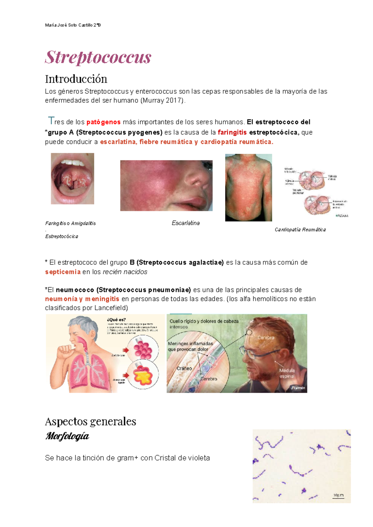 Streptococcus pyogenes, su estructura, bioquímica morfología y ...