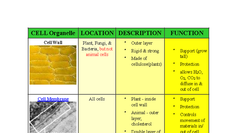 Biology 101: Cell Structure and Function Overview Notes - Studocu