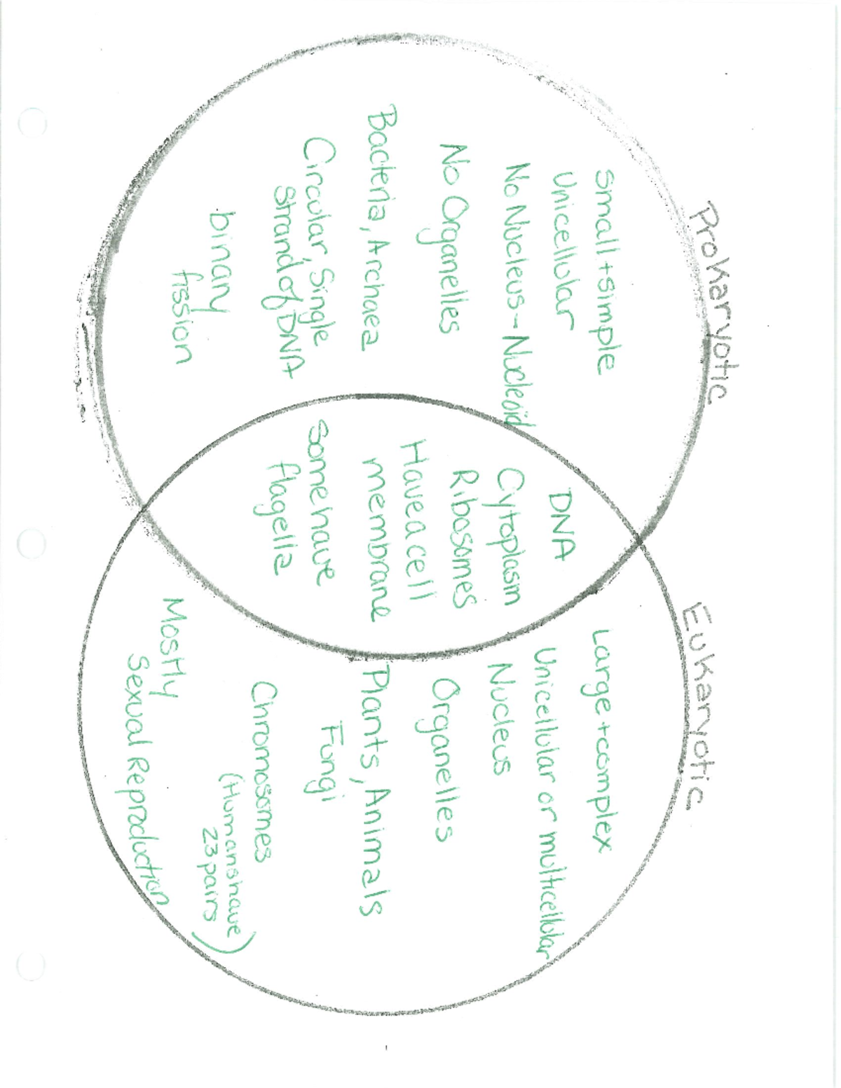 Prokaryotes vs Eukaryotes Comparison: A Venn Diagram Guide - Studocu