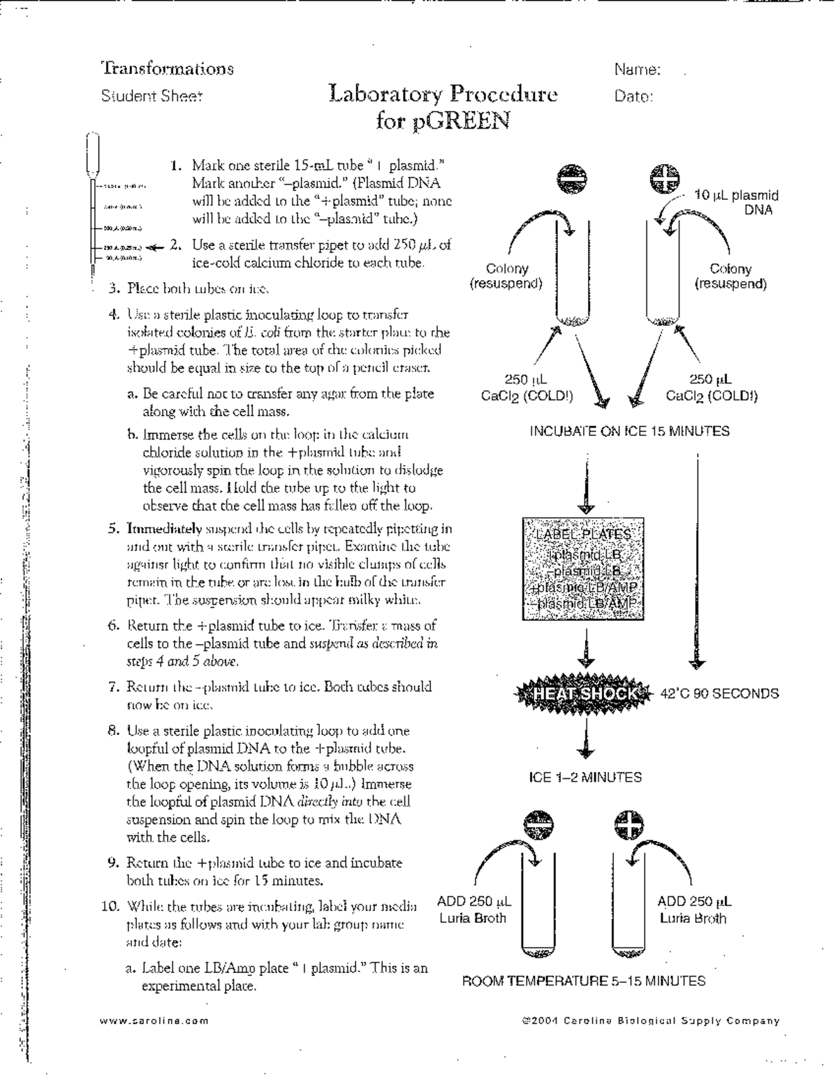 Bacterial Transformation LAB - Transformations Student Sheet Laboratory ...