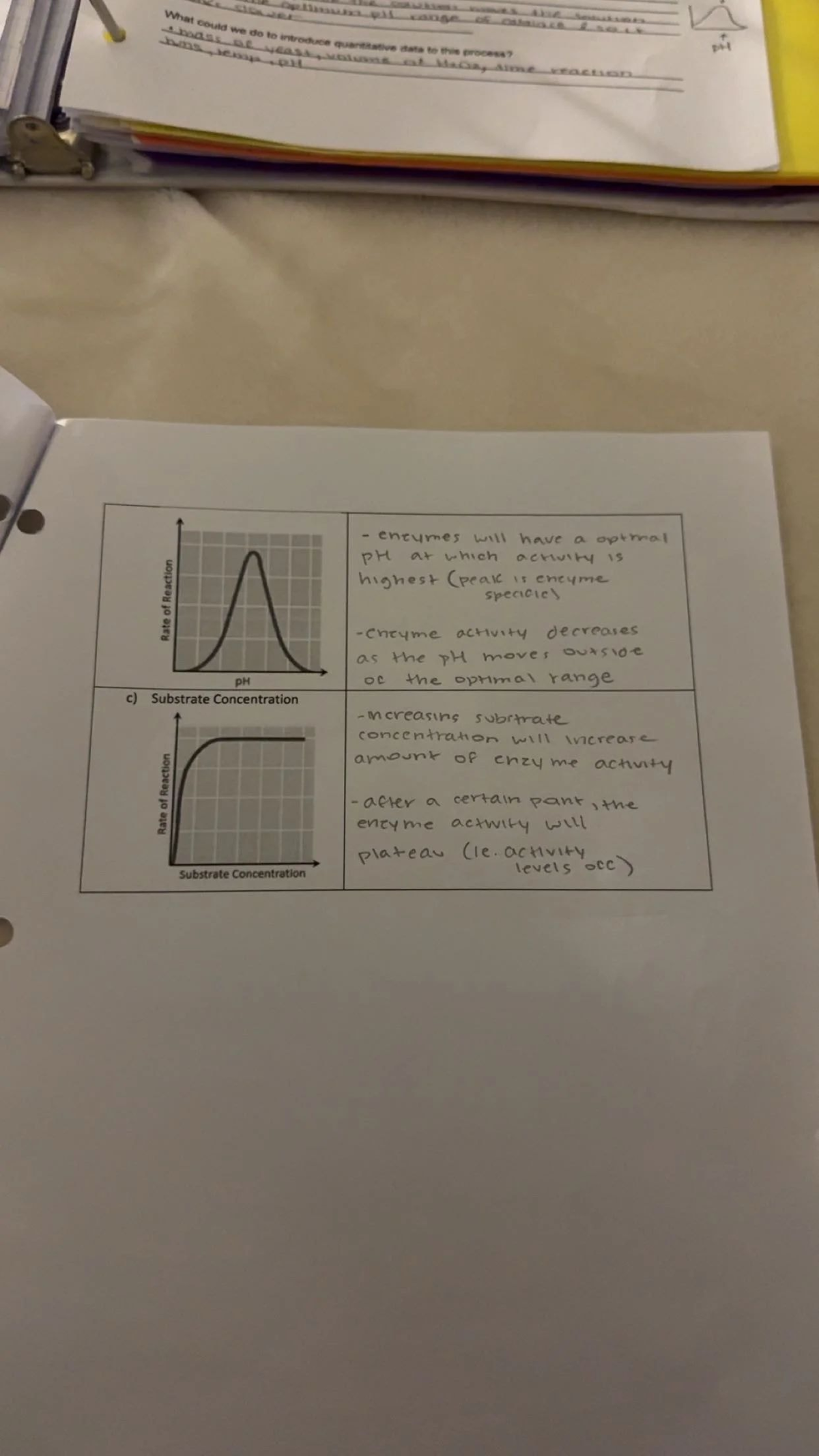 Biology 12 Enzyme Activity and Protein Structure Notes - Studocu