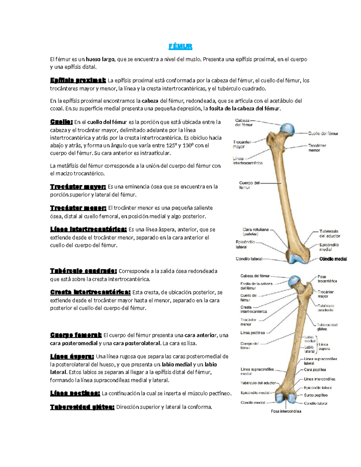 FÉMUR: Estructura y Funciones del Hueso del Muslo - Studocu
