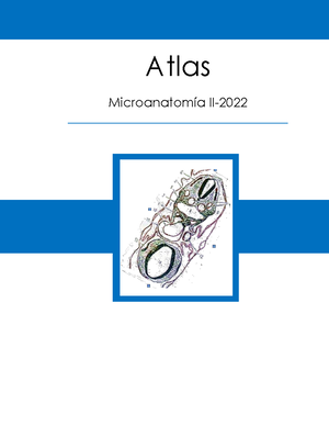 Tejido muscular-2 - anatomia - Sarcolema: membrana celular Sarcoplasma ...