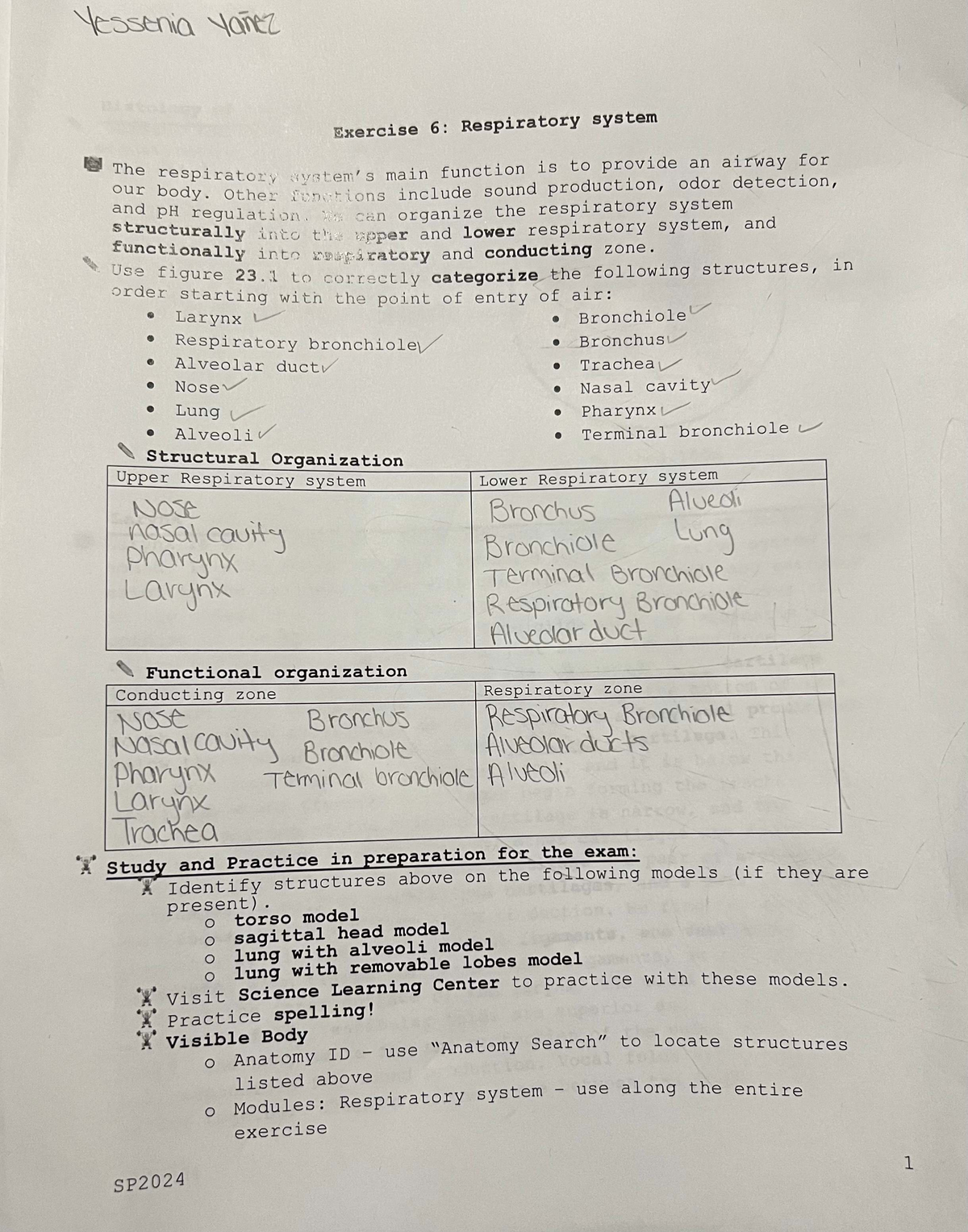 SP2024 Exercise 6: Understanding the Respiratory System Functions and Anatomy - Studocu