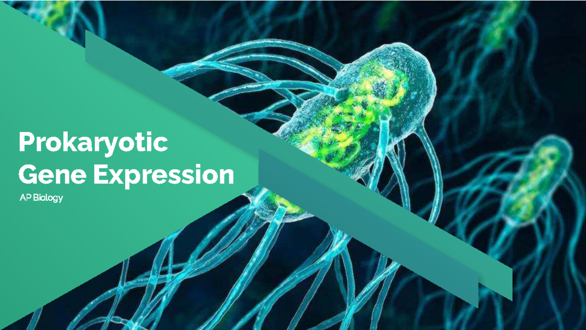 Gene Expression and Operon Regulation in Prokaryotes - AP Biology ...