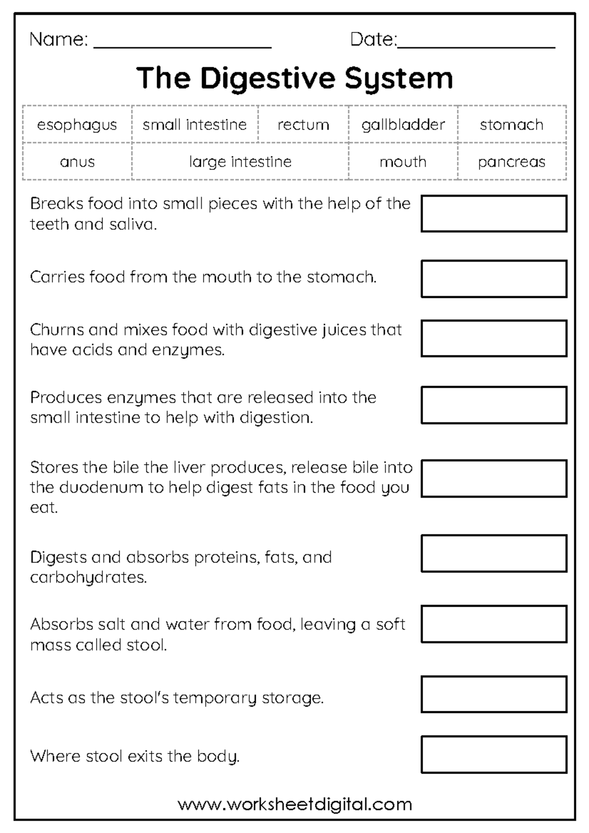 The Digestive System Worksheet - The Digestive System worksheetdigital ...