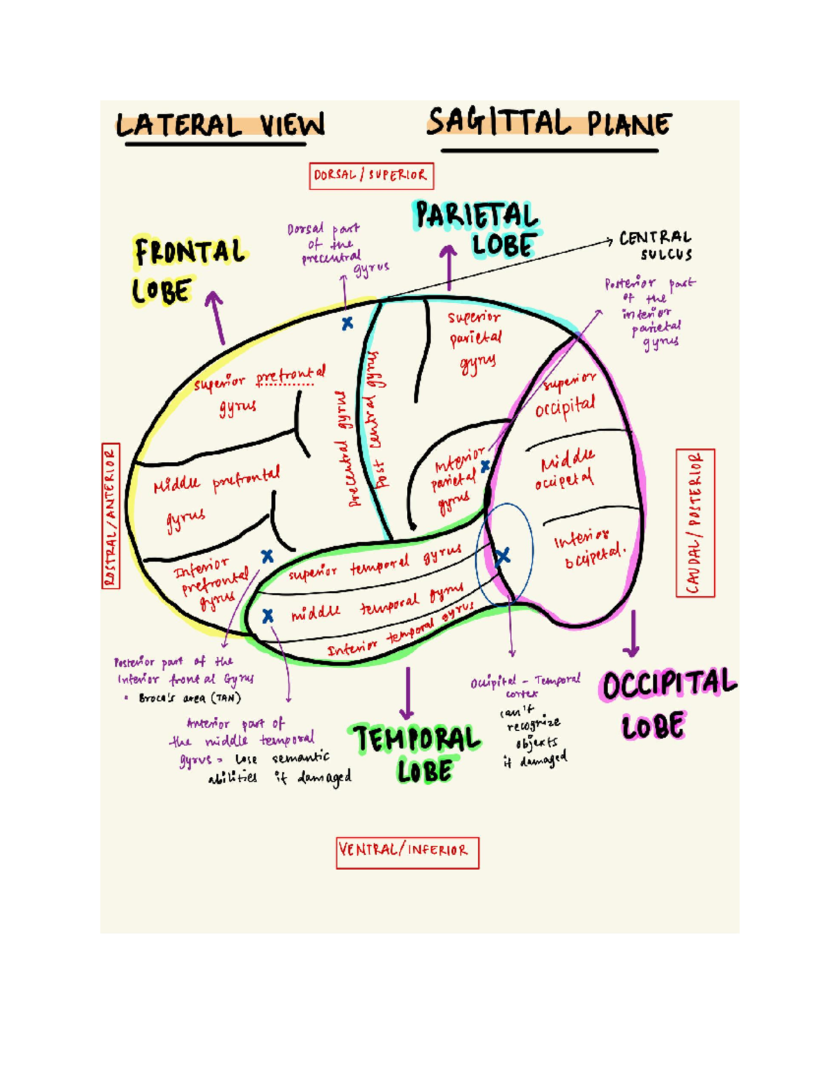 PL3102 Brain anatomy - LATERAL VIEW SAGITTAL PLANE DORSAL SUPERIOR ...