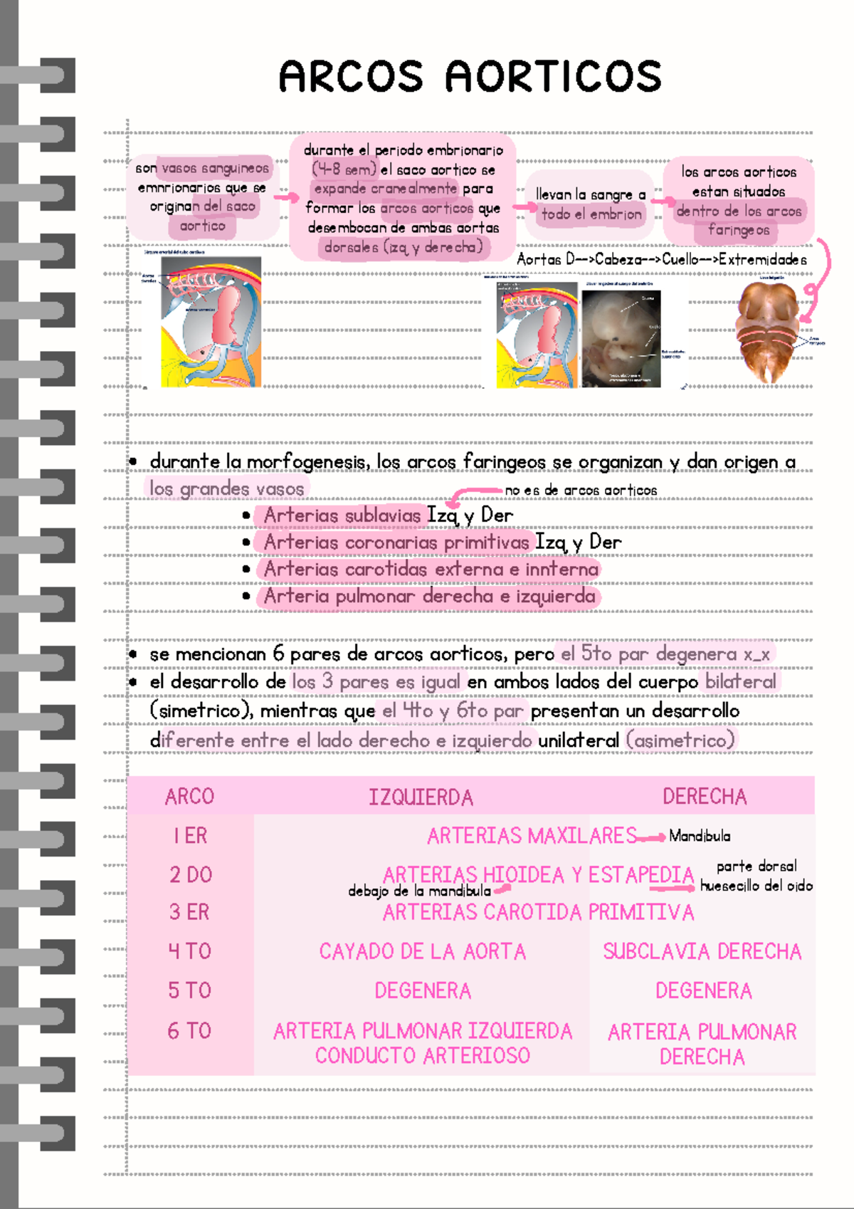 Desarrollo y Formación del Aparato Cardiovascular AMBH - Studocu