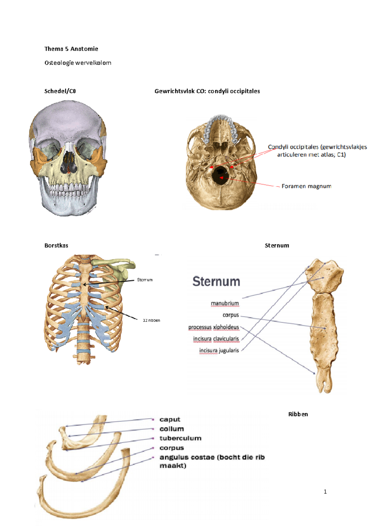 Menselijke Schedel Anatomie Quiz Clementoni Wetenschap Menselijk