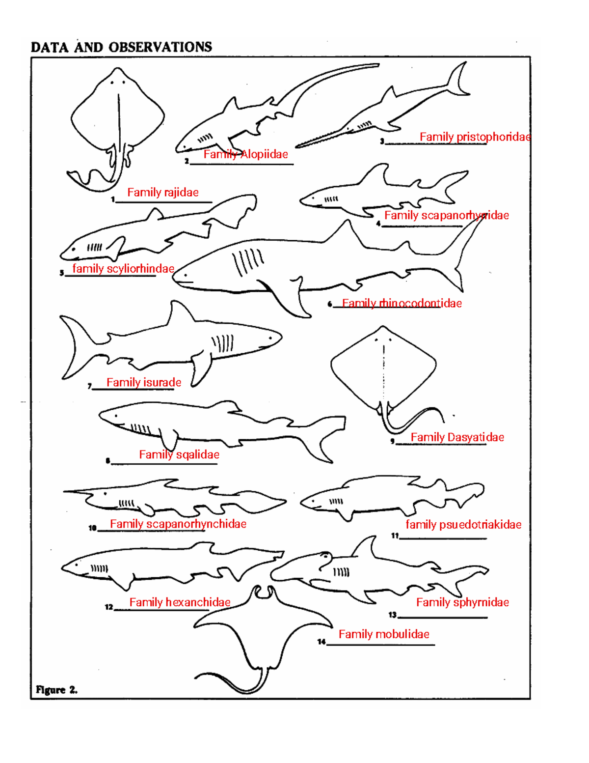 Kami Export - Dichotomous Key for Shark Identification GM - Studocu