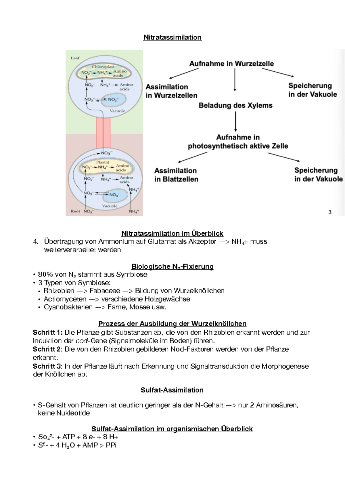 12. Vorlesung: Nitrat- und Sulfatassimilation in Pflanzen - Studocu