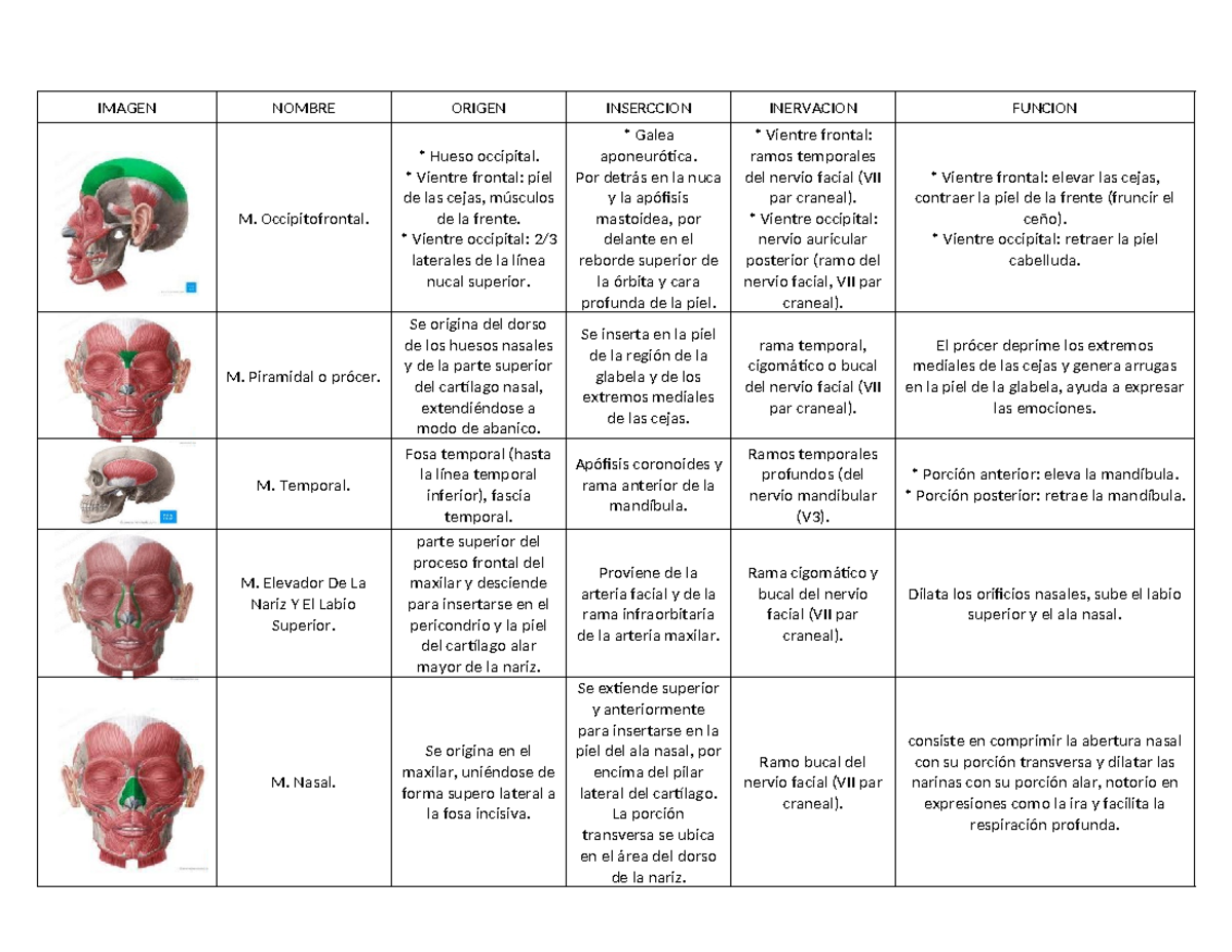 Musculos de la Cara: Origen, Inserción e Inervación - Studocu