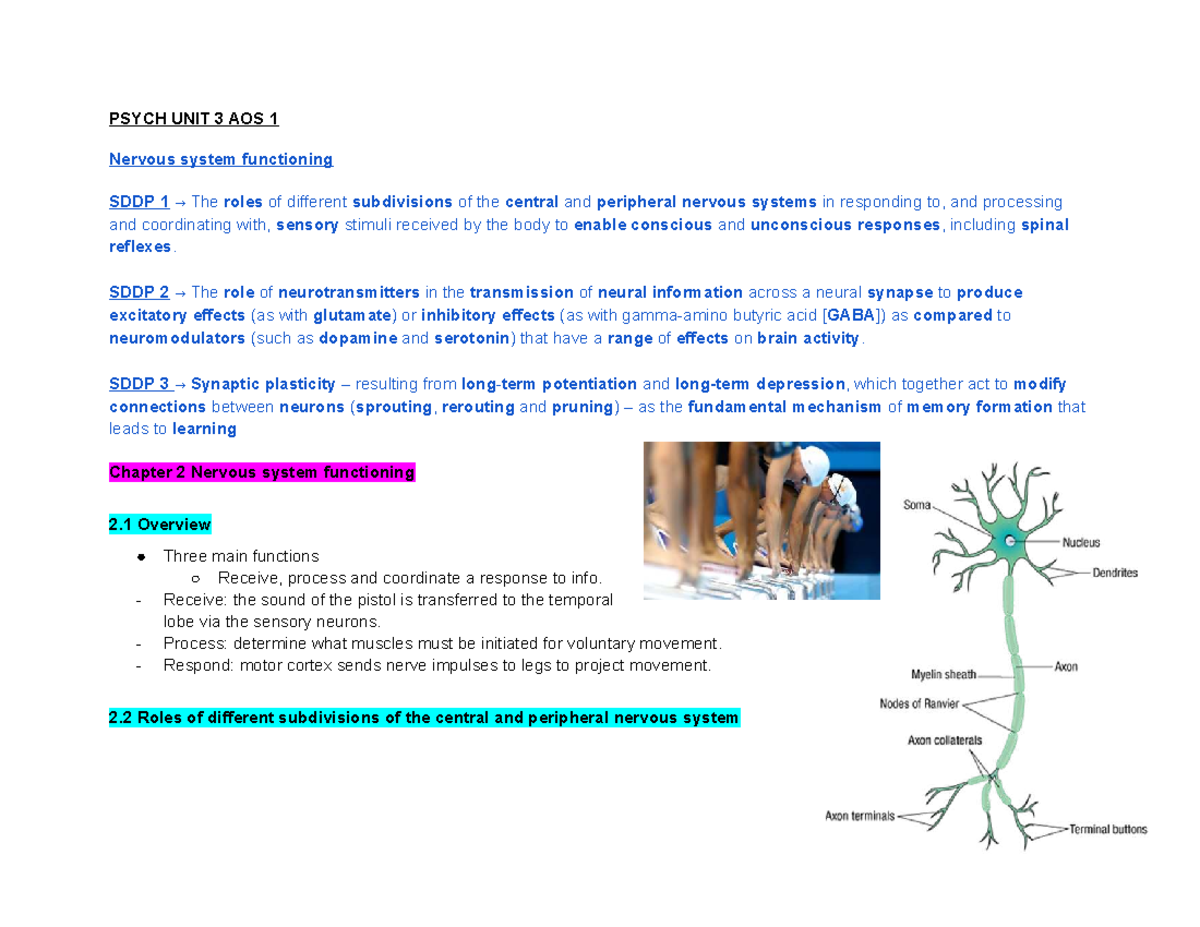 Psych UNIT 3 AOS 1 - Nervous System Functioning & Stress Responses ...