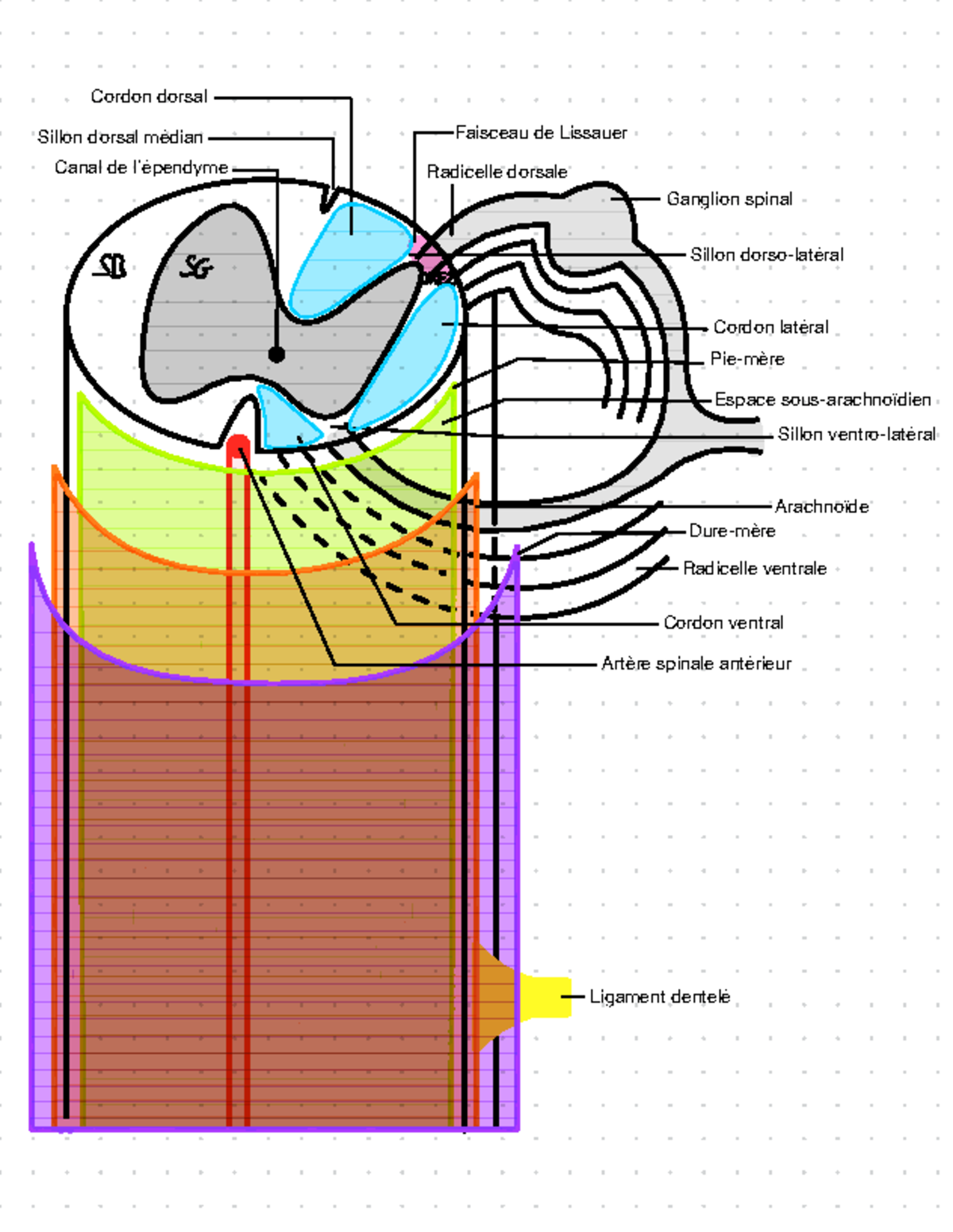 Anatomie de la moelle spinale et du tronc cérébral - Cordon dorsal ...