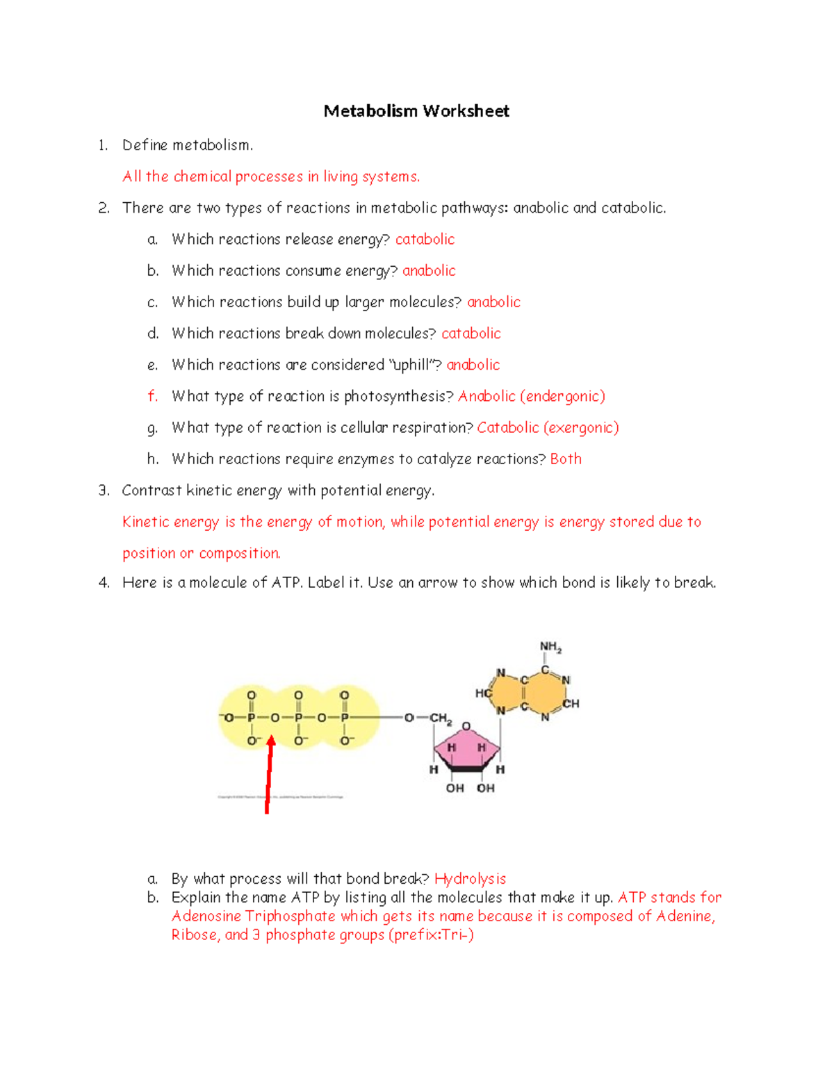 Bio-Metabolism Worksheet: Key Concepts and Definitions - Studocu