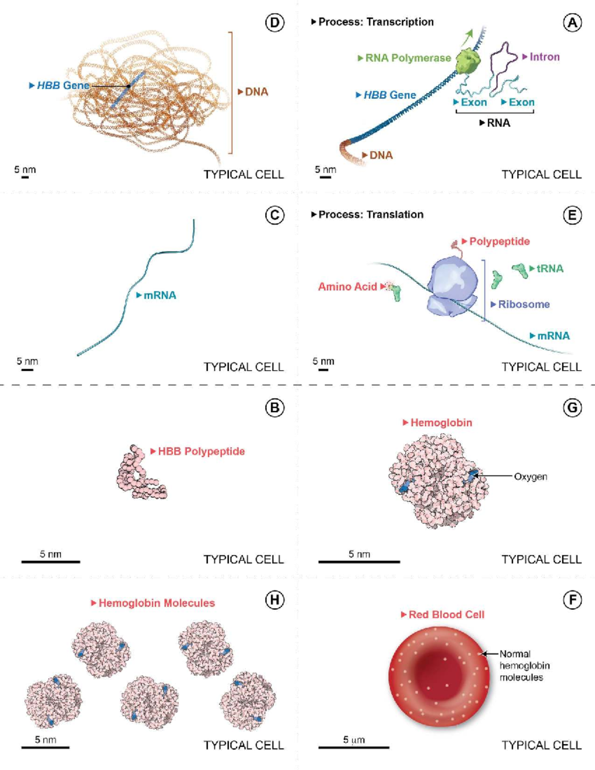 Sickle Cell Activity Cards: Transcription & Translation Process - Studocu