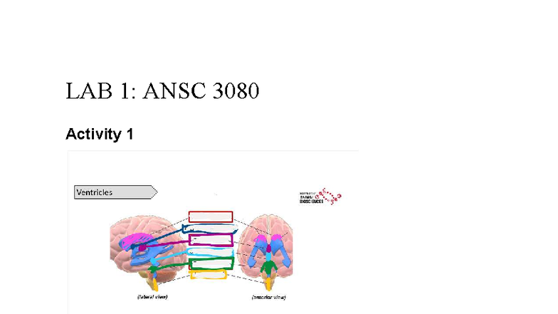 Lab Exam - ANSC 3080: CNS, Heart, and Respiratory Activities - Studocu