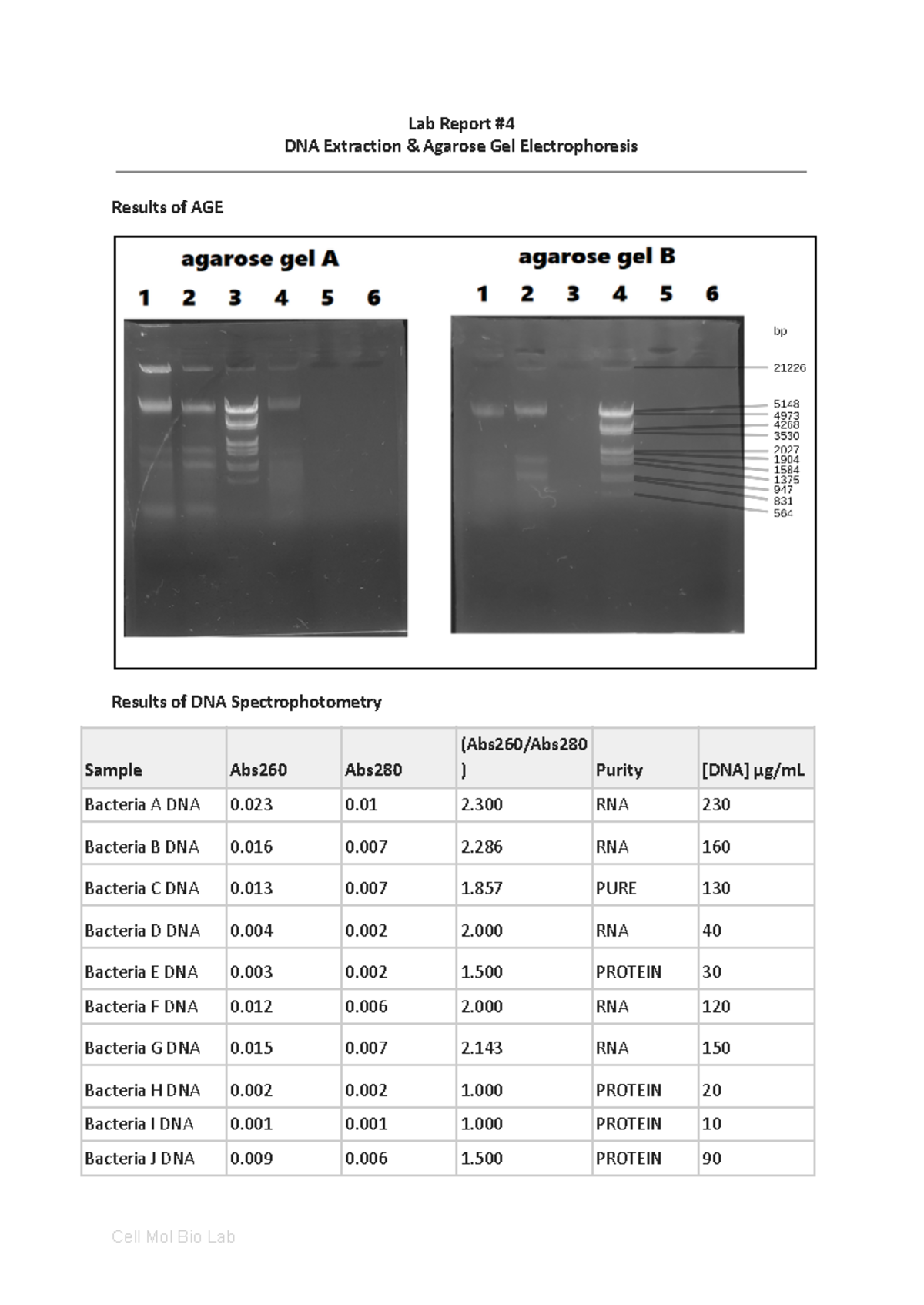 DNA Extraction & Agarose Gel Electrophoresis Lab Report (BIO101) - Studocu