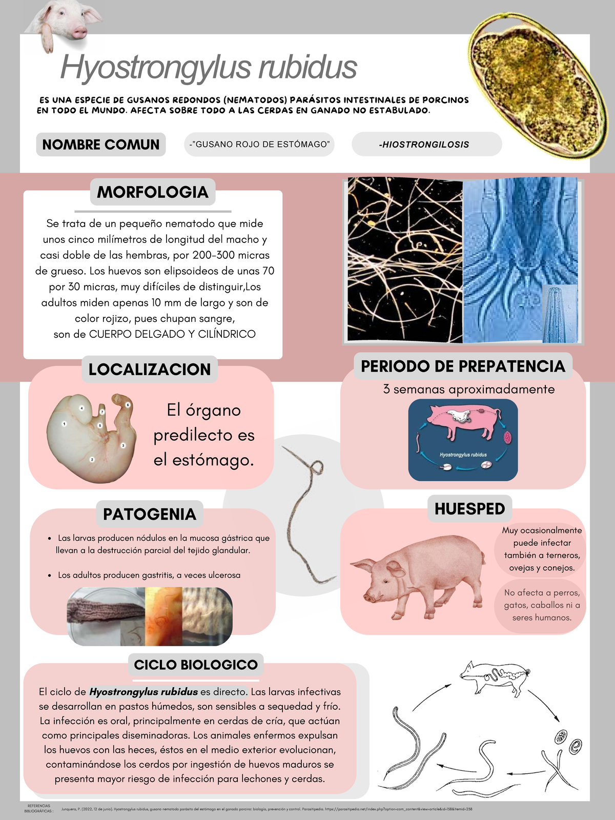 Hyostrongylus rubidus: Nematodo Parásito en Ganado Porcino - Studocu