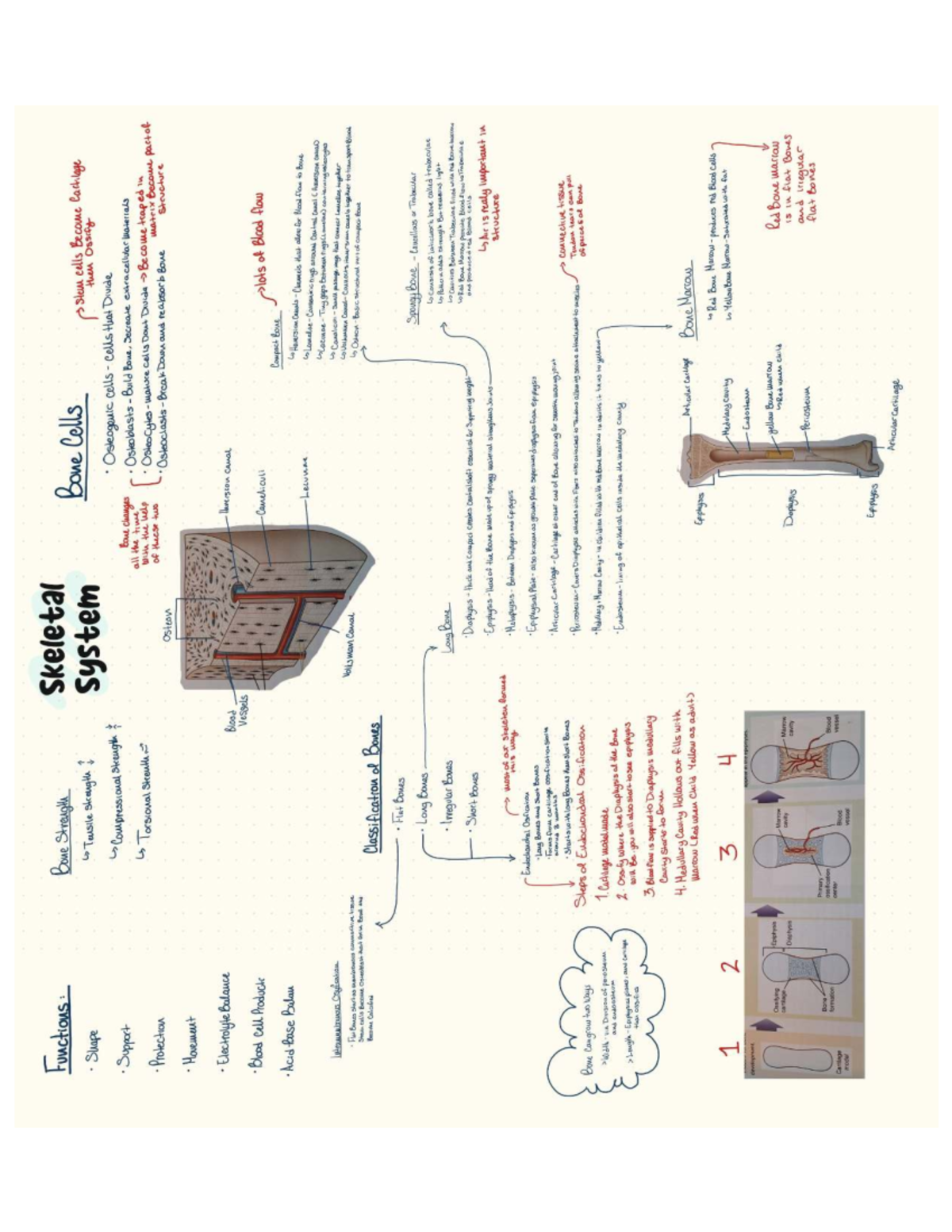 Skeletal System & Joints Overview: Structure, Function, and Types - Studocu