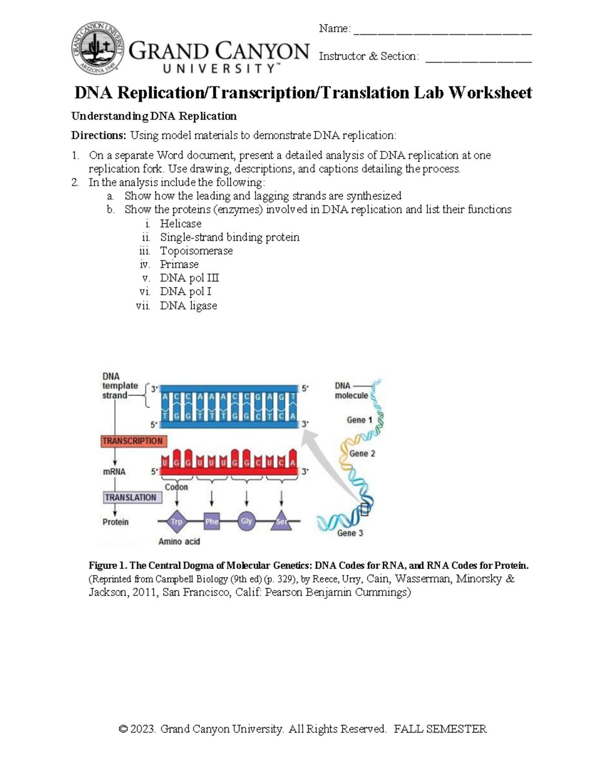 DNA Lab Worksheet: Understanding DNA Replication & Transcription ...