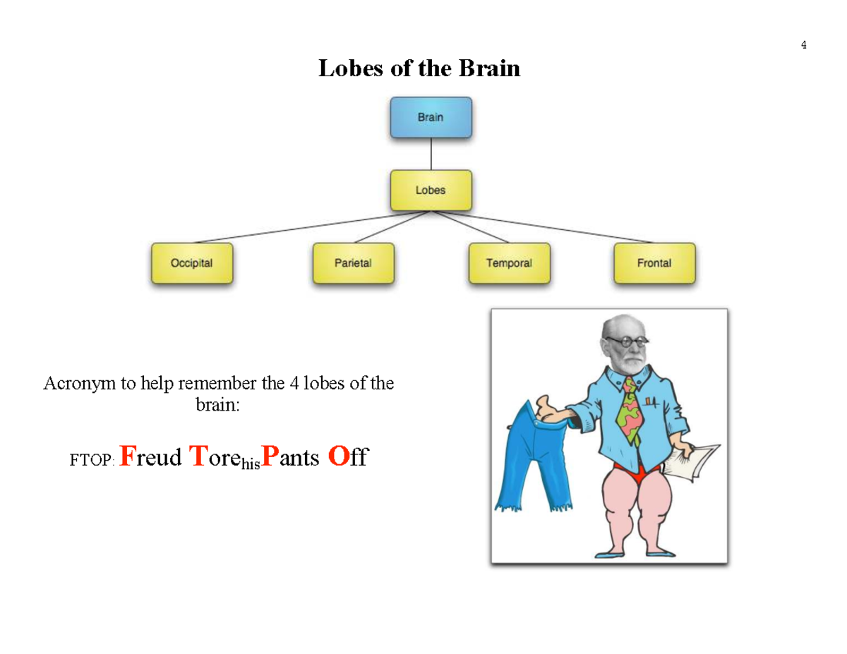 Brain mnemonics for the 4 lobes and neuron functions - SLK 120 - Studocu