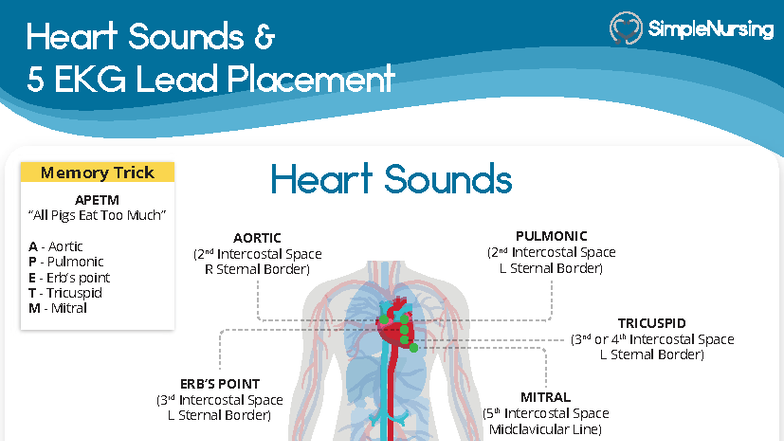 EKG ECG - Heart Sounds & Lead Placement Memory Tricks - Studocu