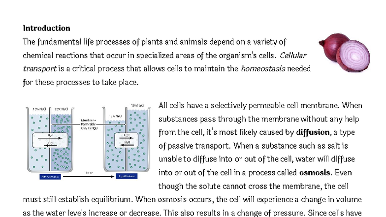 3 Red Onion Osmosis Lab: Investigating Solute Concentration Effects ...