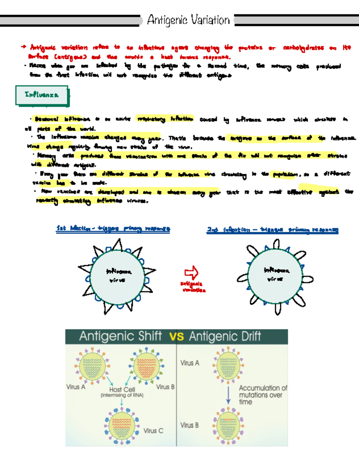Antigenic Variation - Fact Recall - Antigenic Variation → Antigenic ...