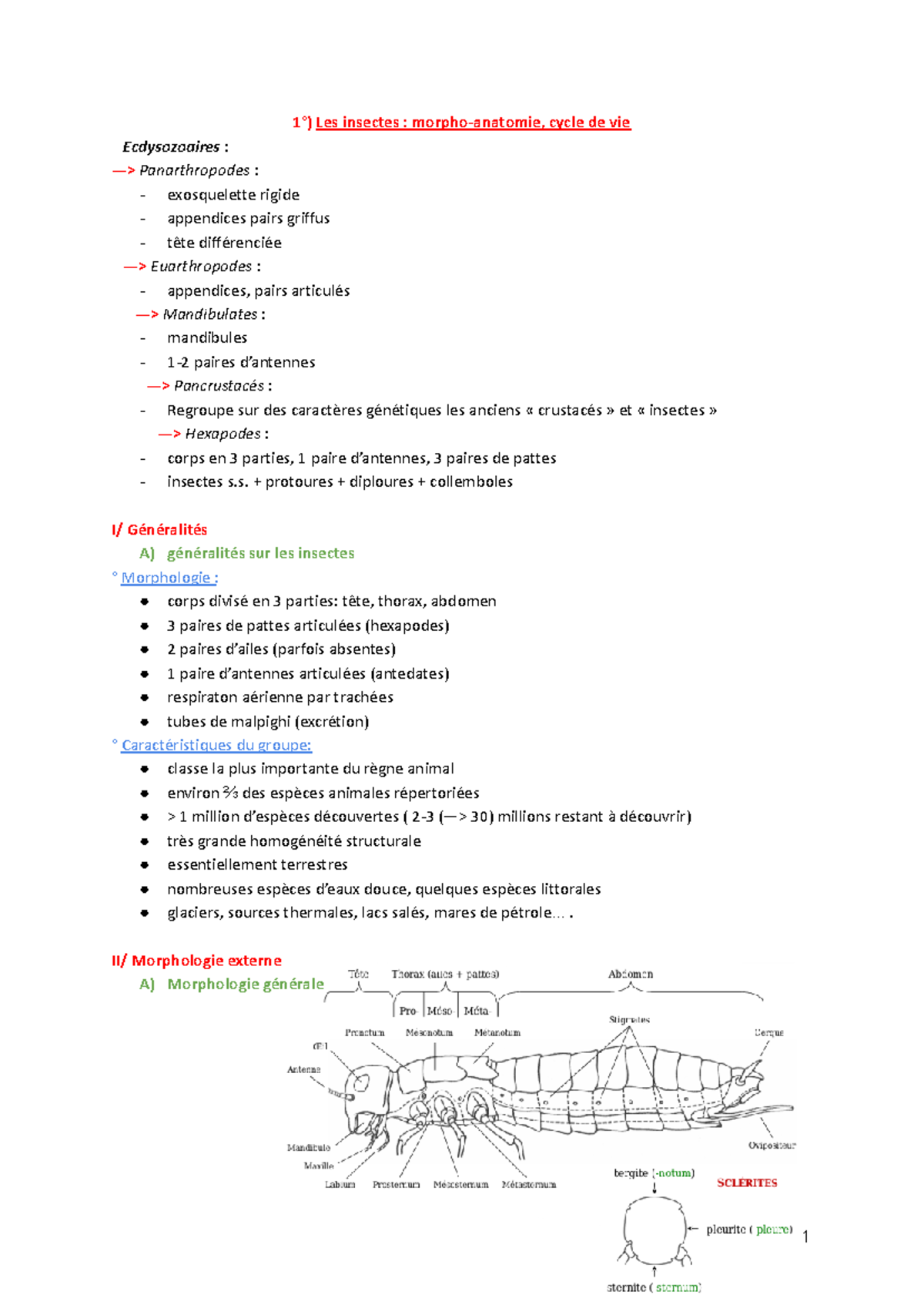 Biologie Animale Partie 2 - 1°) Les insectes : morpho-anatomie, cycle ...