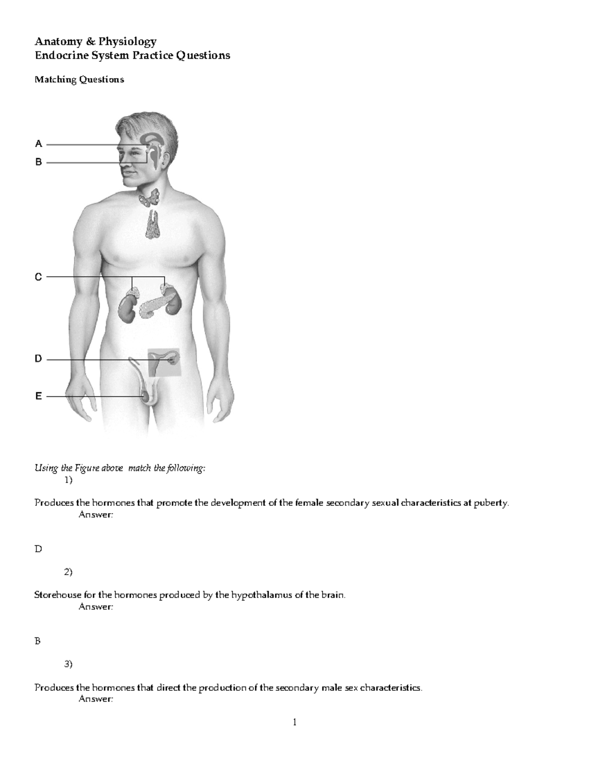 Endocrine System Review Q&A - Test Bank for ANP 101 Final Exam - Studocu
