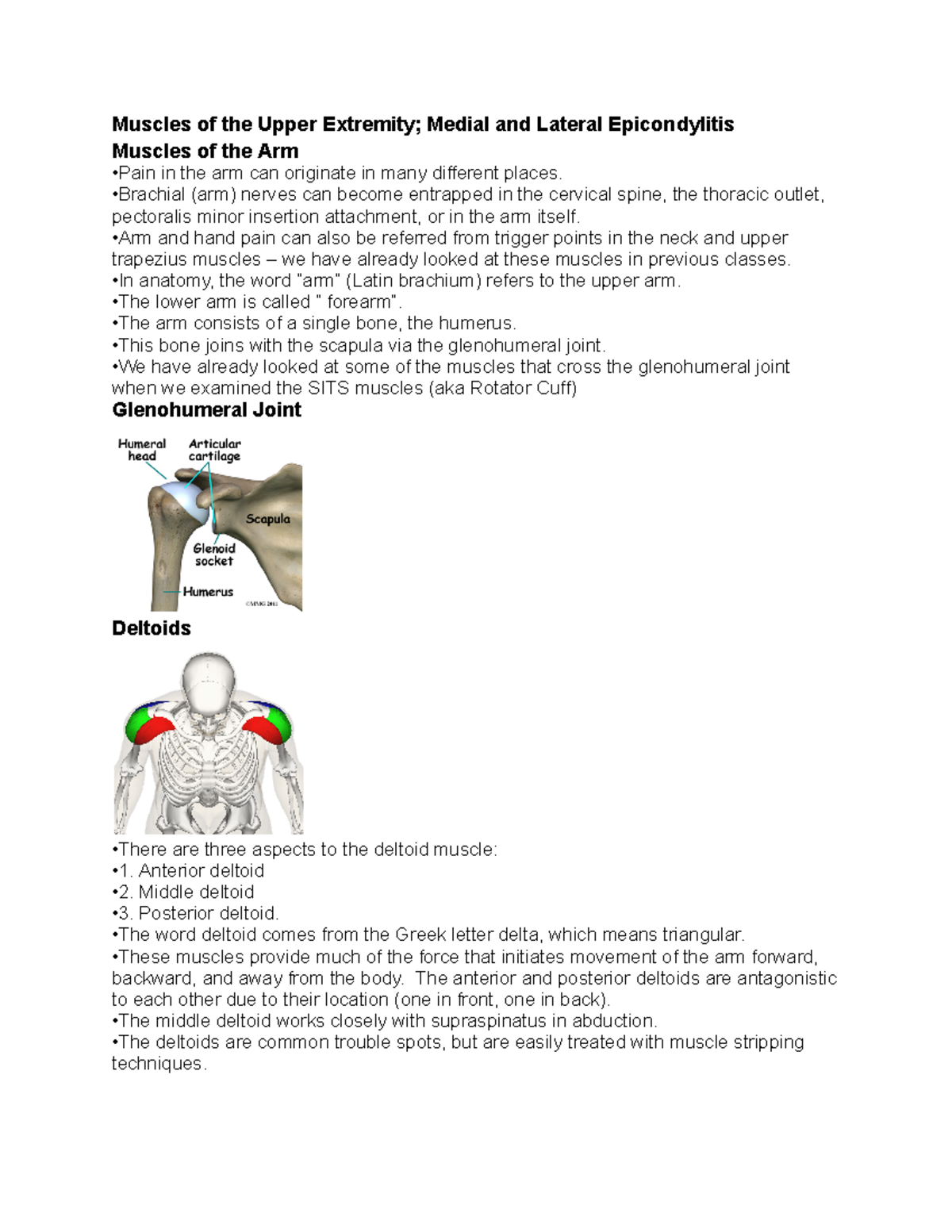 Western 2 Lecture 17 - Understanding Upper Extremity Muscles ...