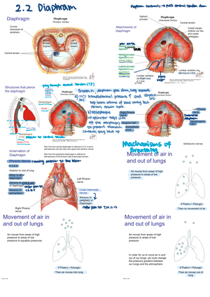 Viscera and Visceral Systems: Overview of the Autonomic Nervous System ...