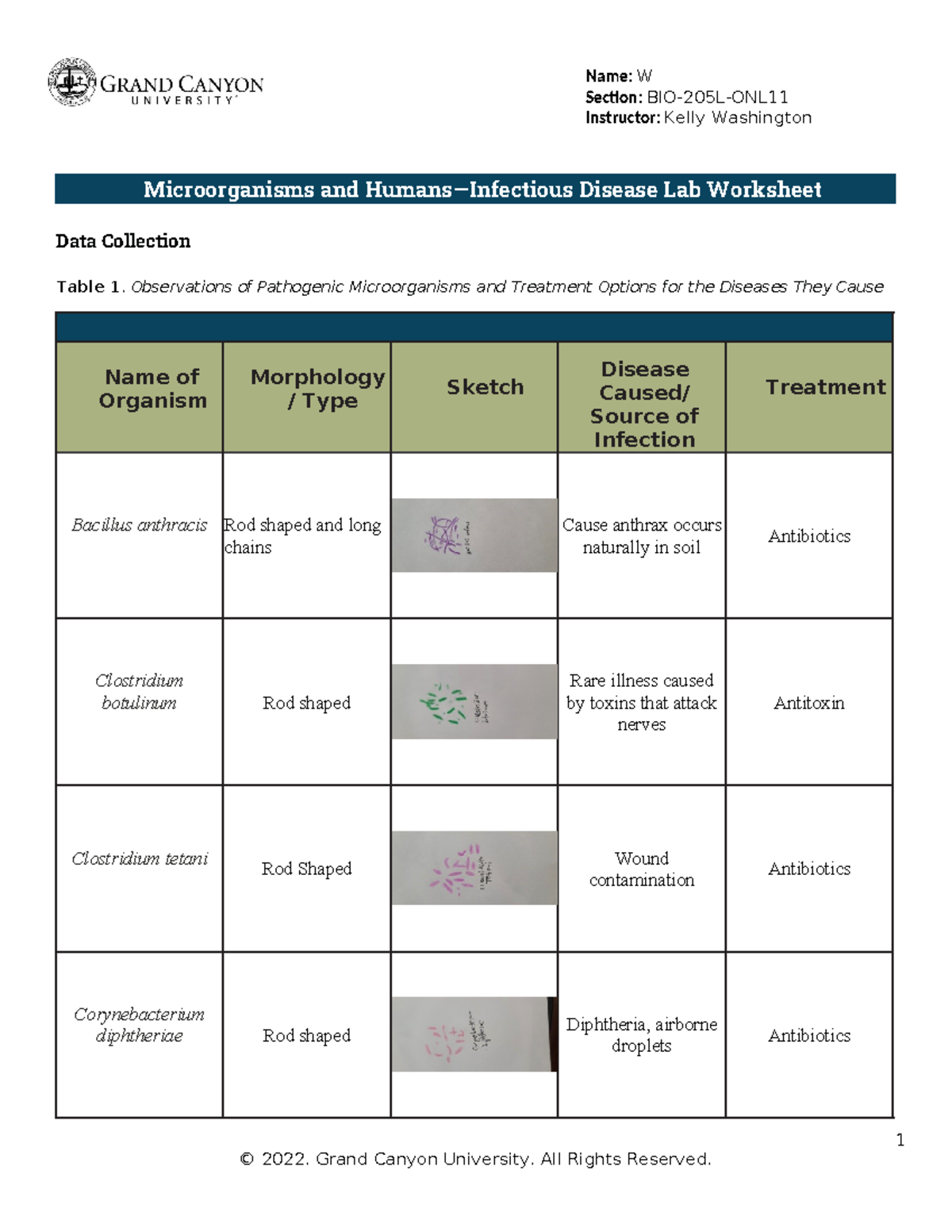 BIO-205L RS Microorganisms & Human Infectious Diseases Lab Worksheet ...