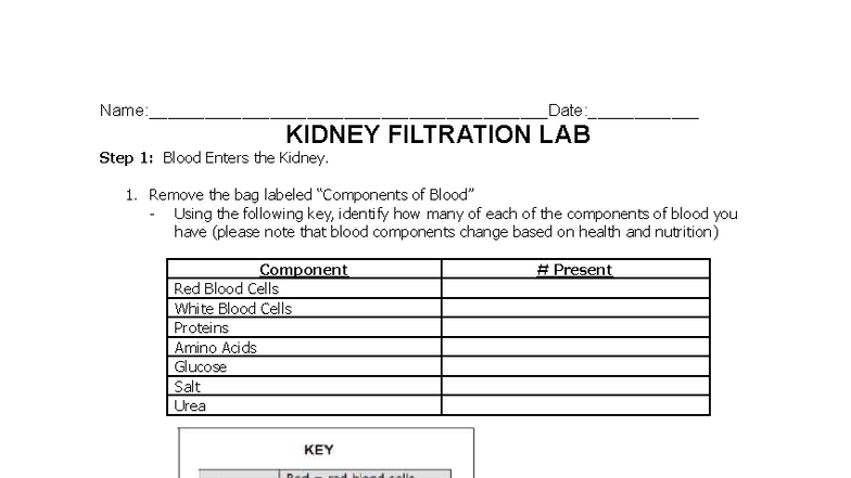 Kidney Filtration Lab: Understanding Blood Components and Filtration ...