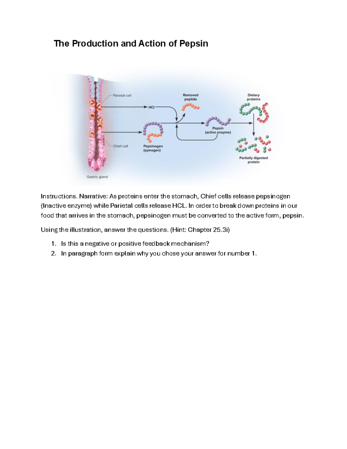 Chapter 25.3i: Understanding Digestive Enzyme Activation Mechanisms ...