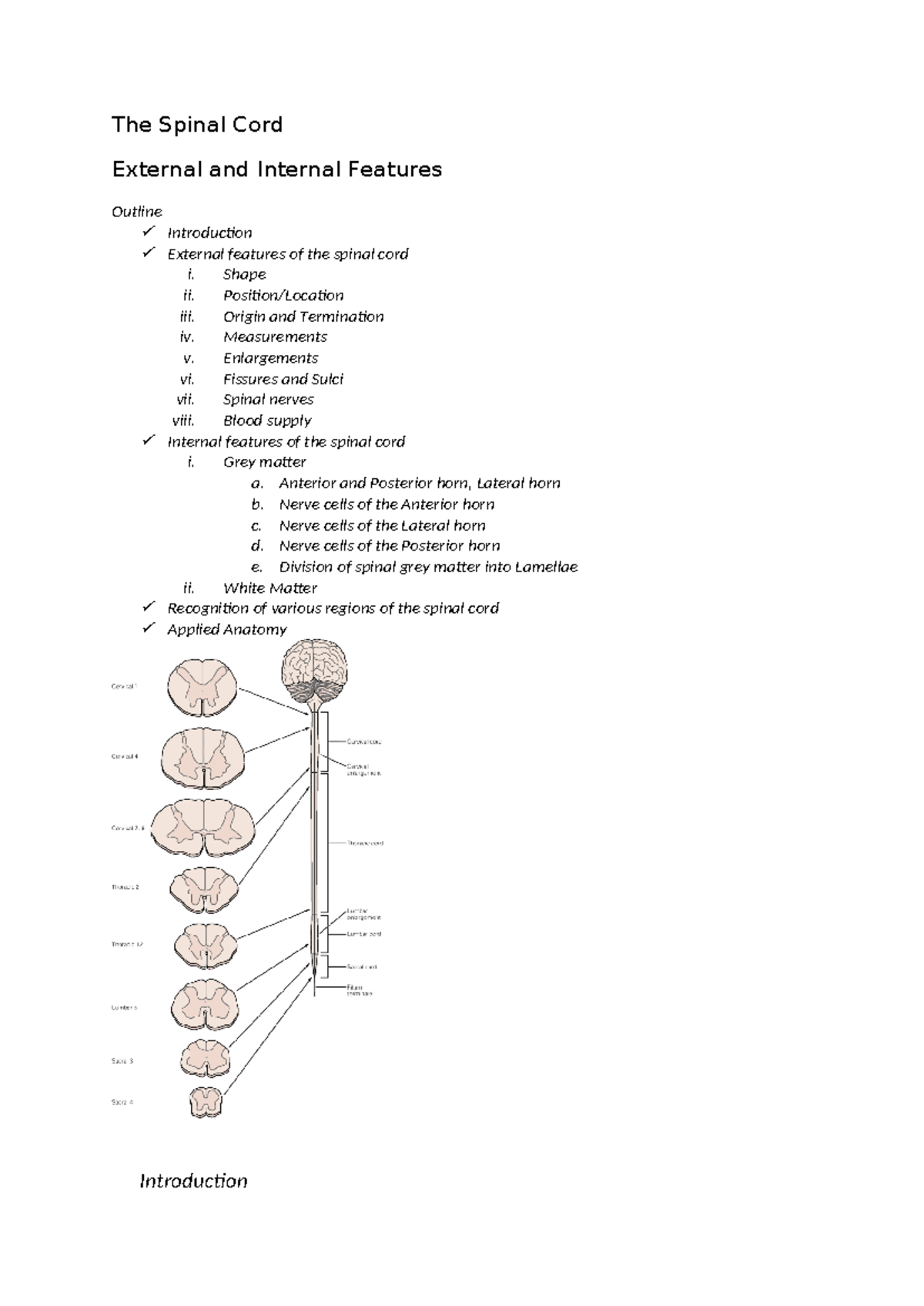 The Spinal Cord - Anatomy note - The Spinal Cord External and Internal ...