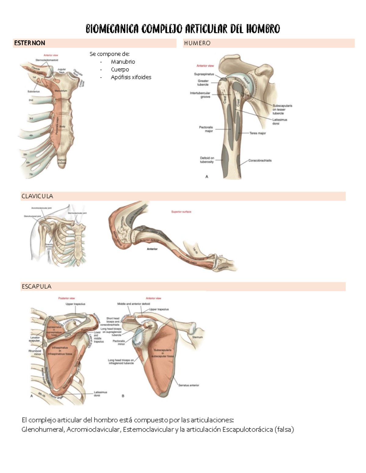 Biomecanica De Hombro 2 PDF) Bases Fisiologicas Del Hombro